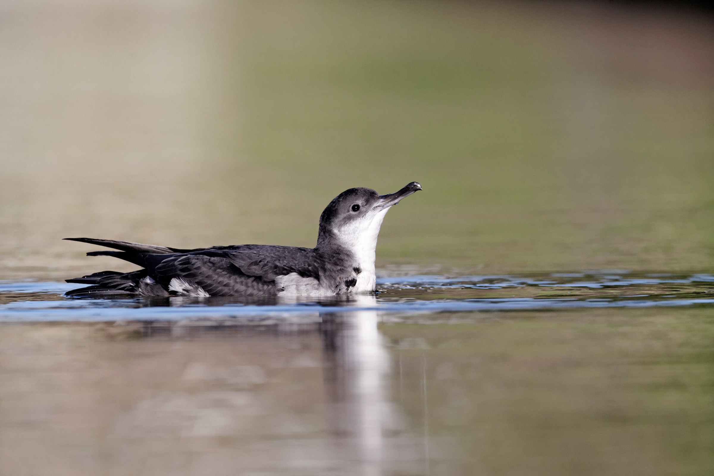 Manx Shearwater | Audubon Field Guide