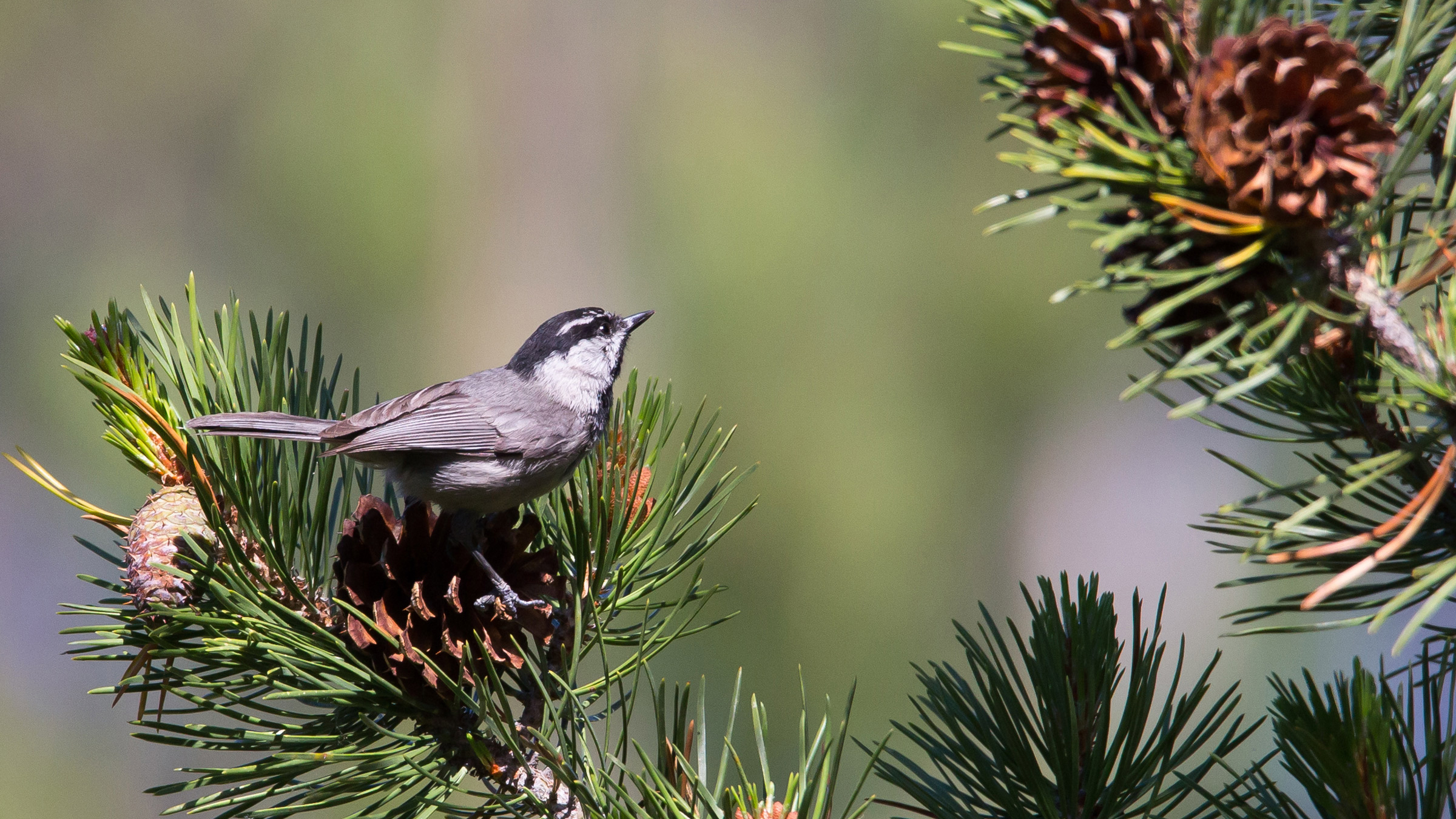 Mountain Chickadee | Audubon Field Guide