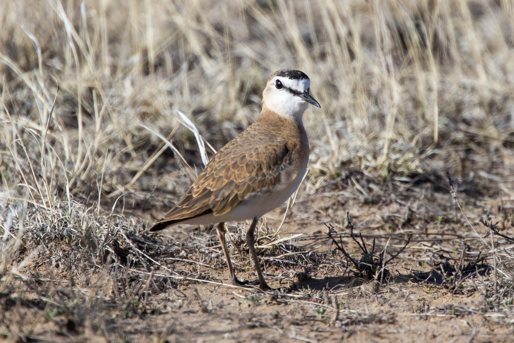 Mountain Plover | Audubon Field Guide
