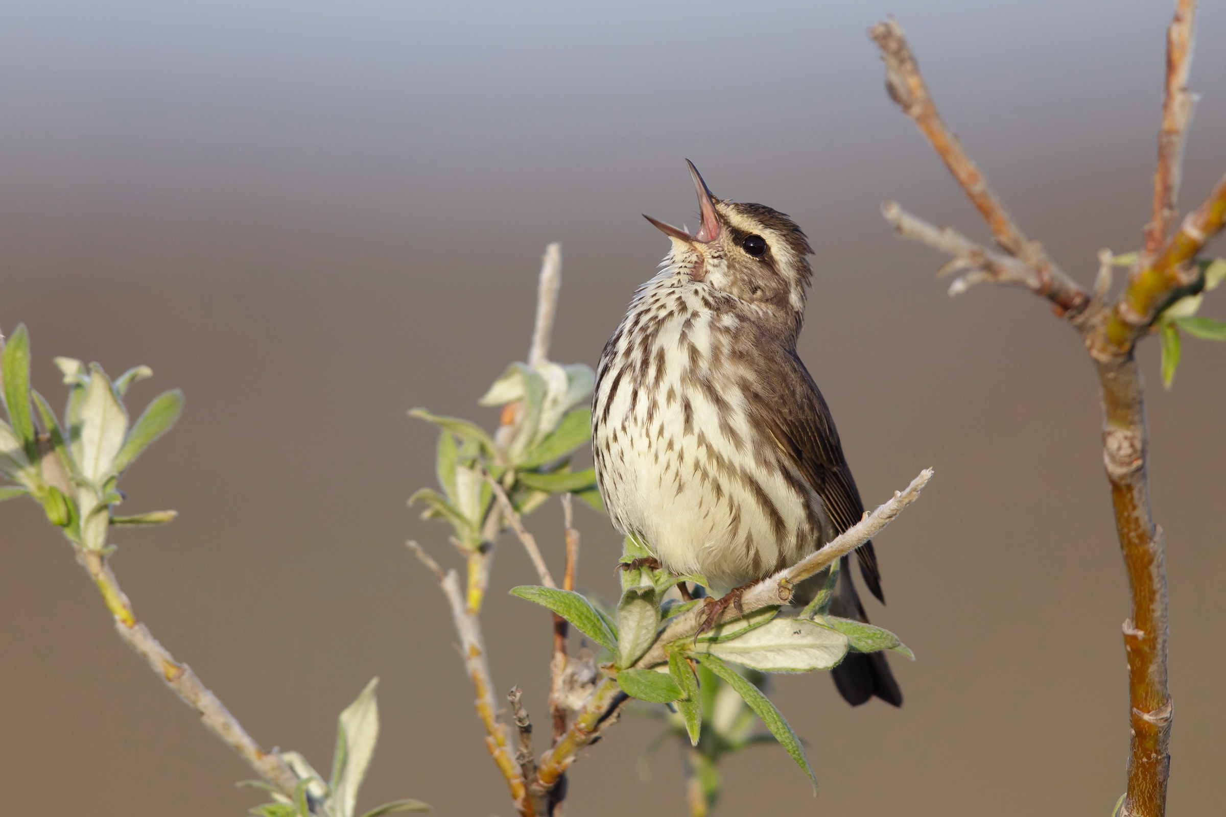 Northern Waterthrush | Audubon Field Guide