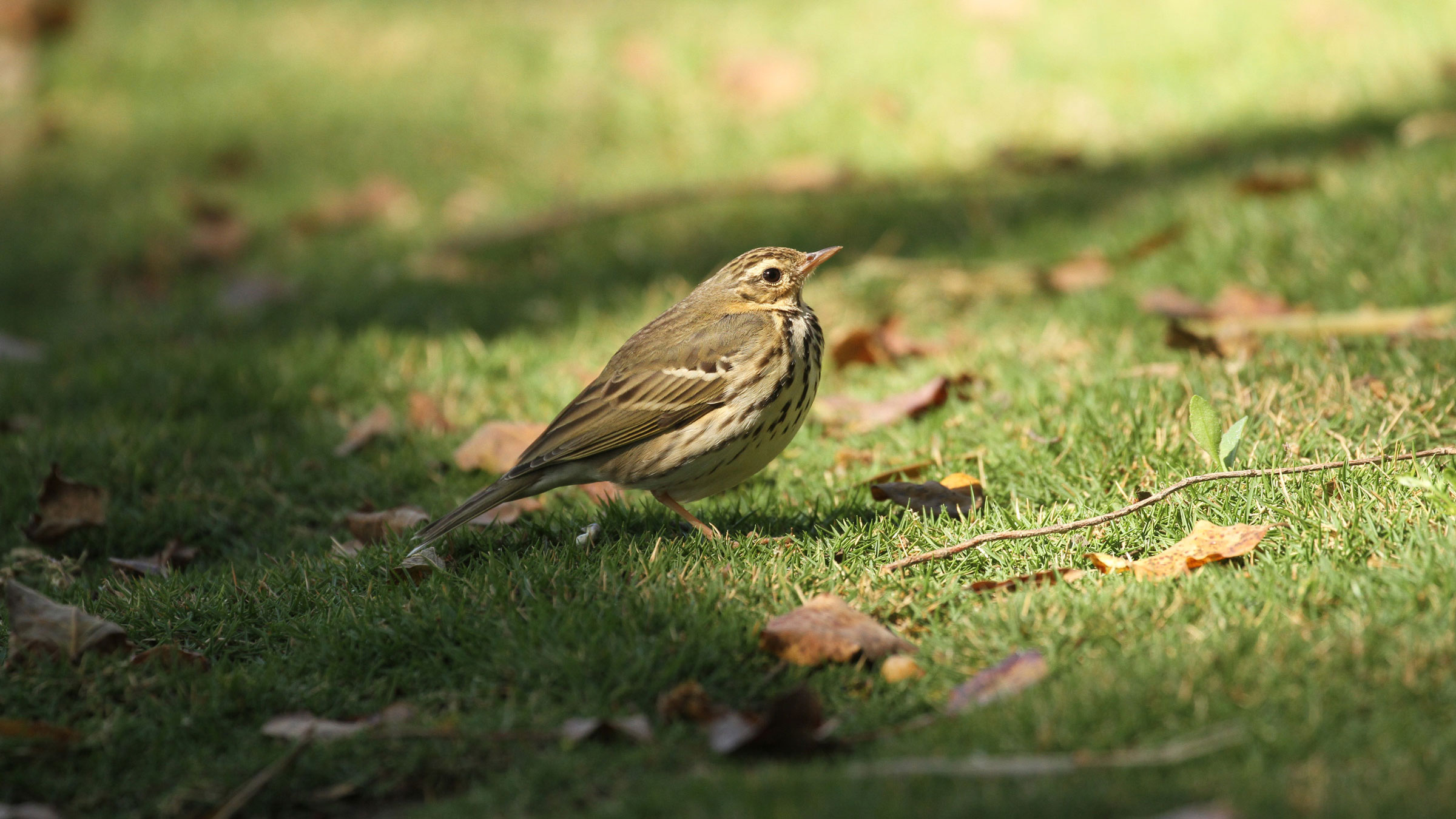 Olive-backed Pipit | Audubon Field Guide