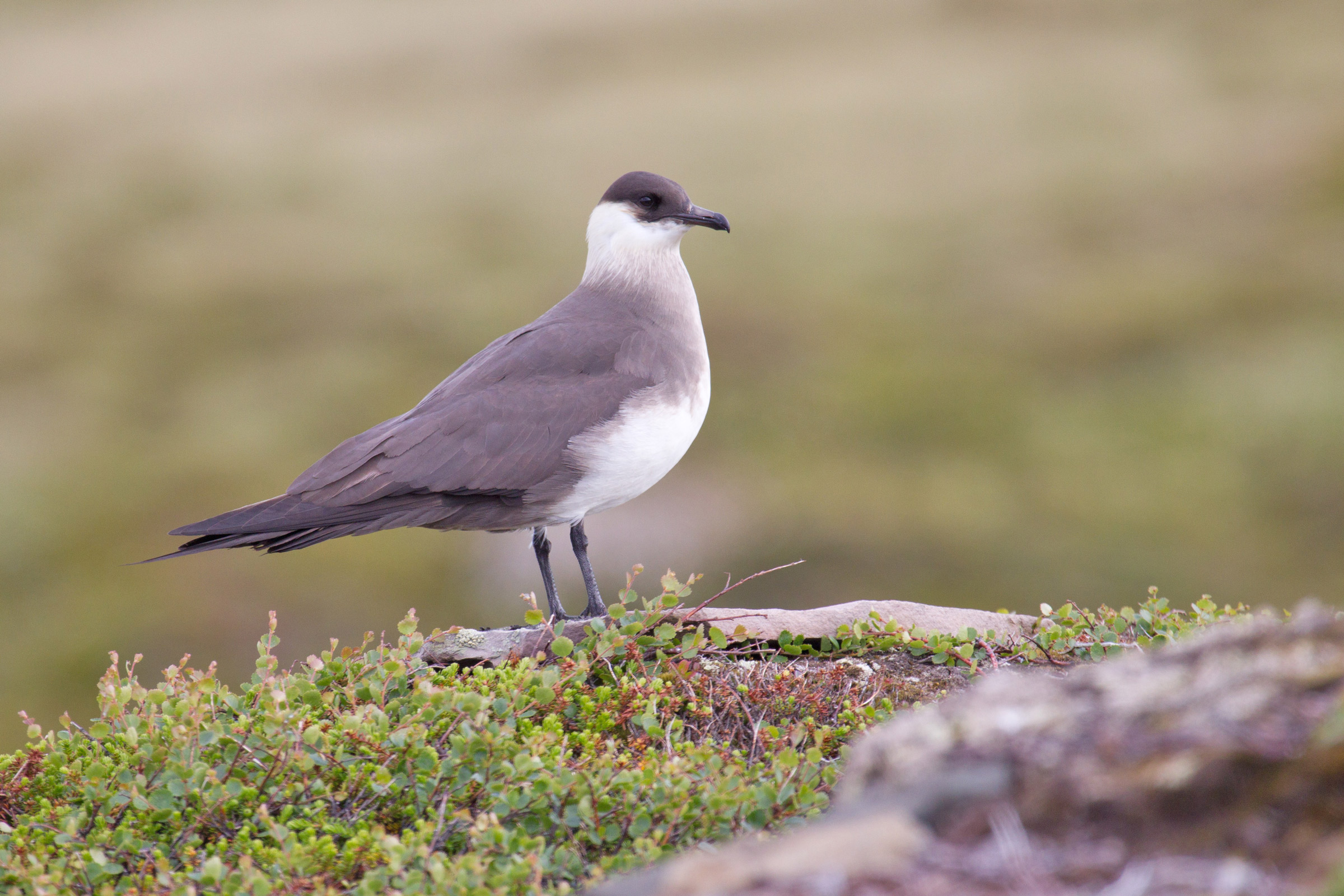 Parasitic Jaeger | Audubon Field Guide