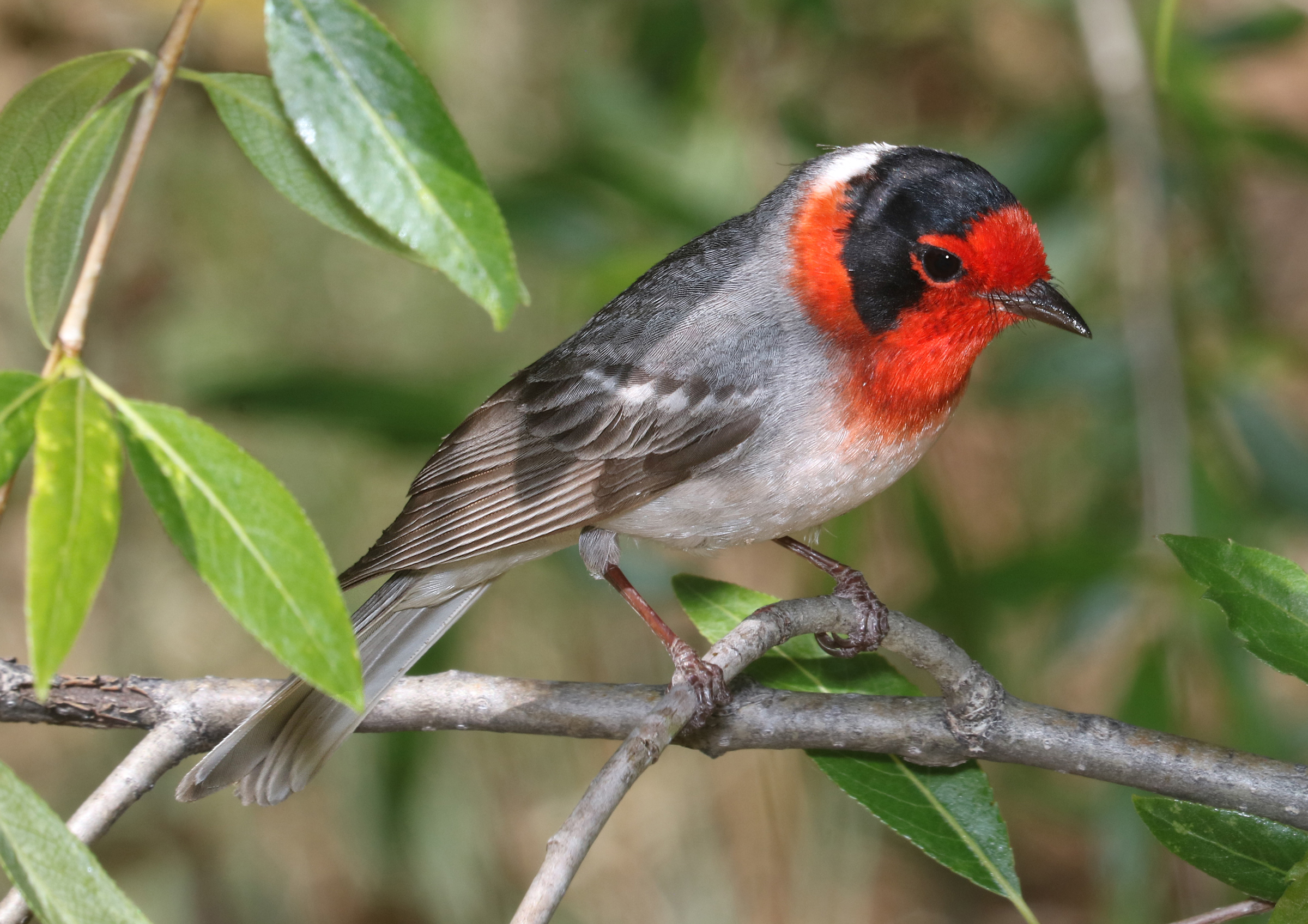 Red-faced Warbler | Audubon Field Guide