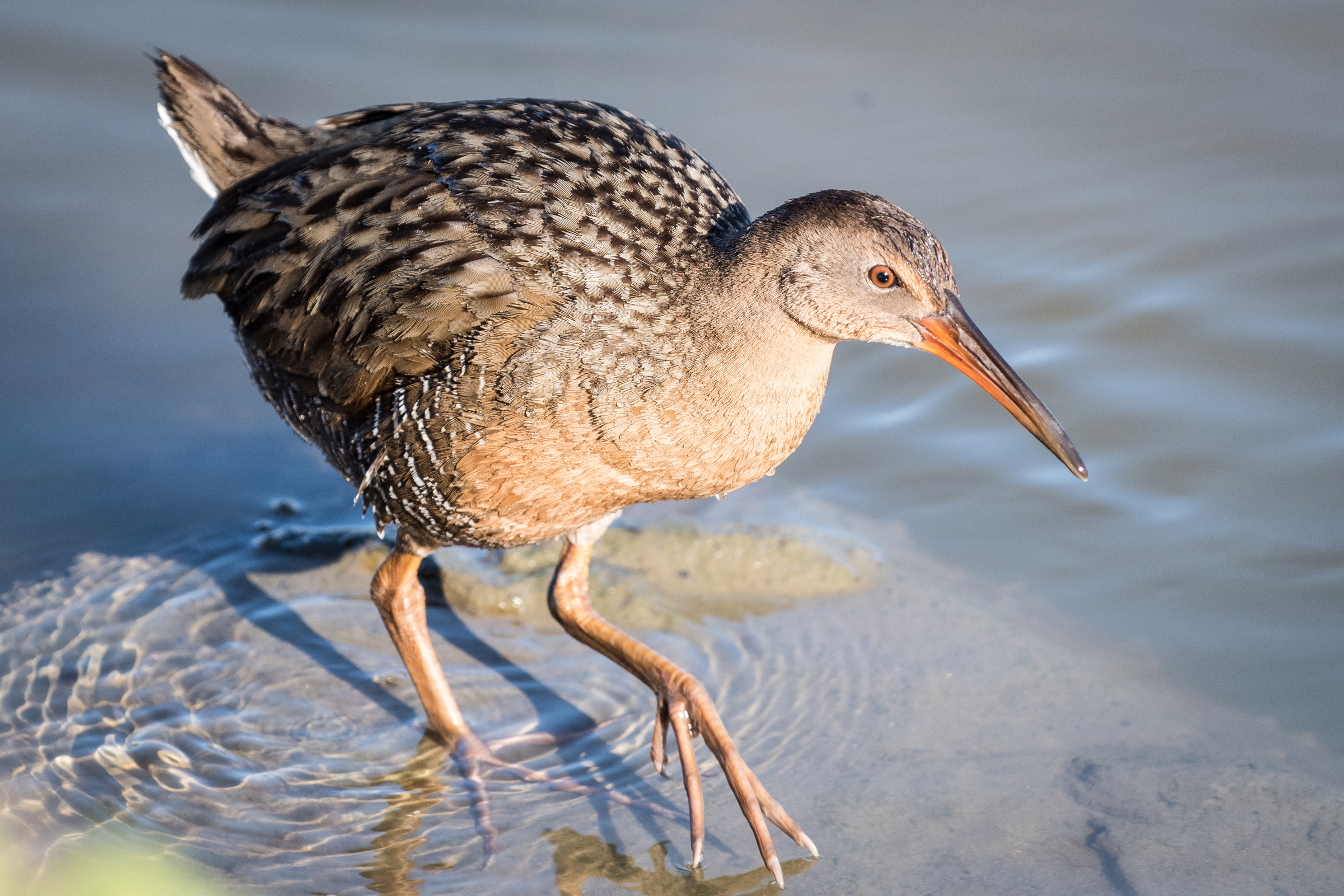 Ridgway's Rail | Audubon Field Guide