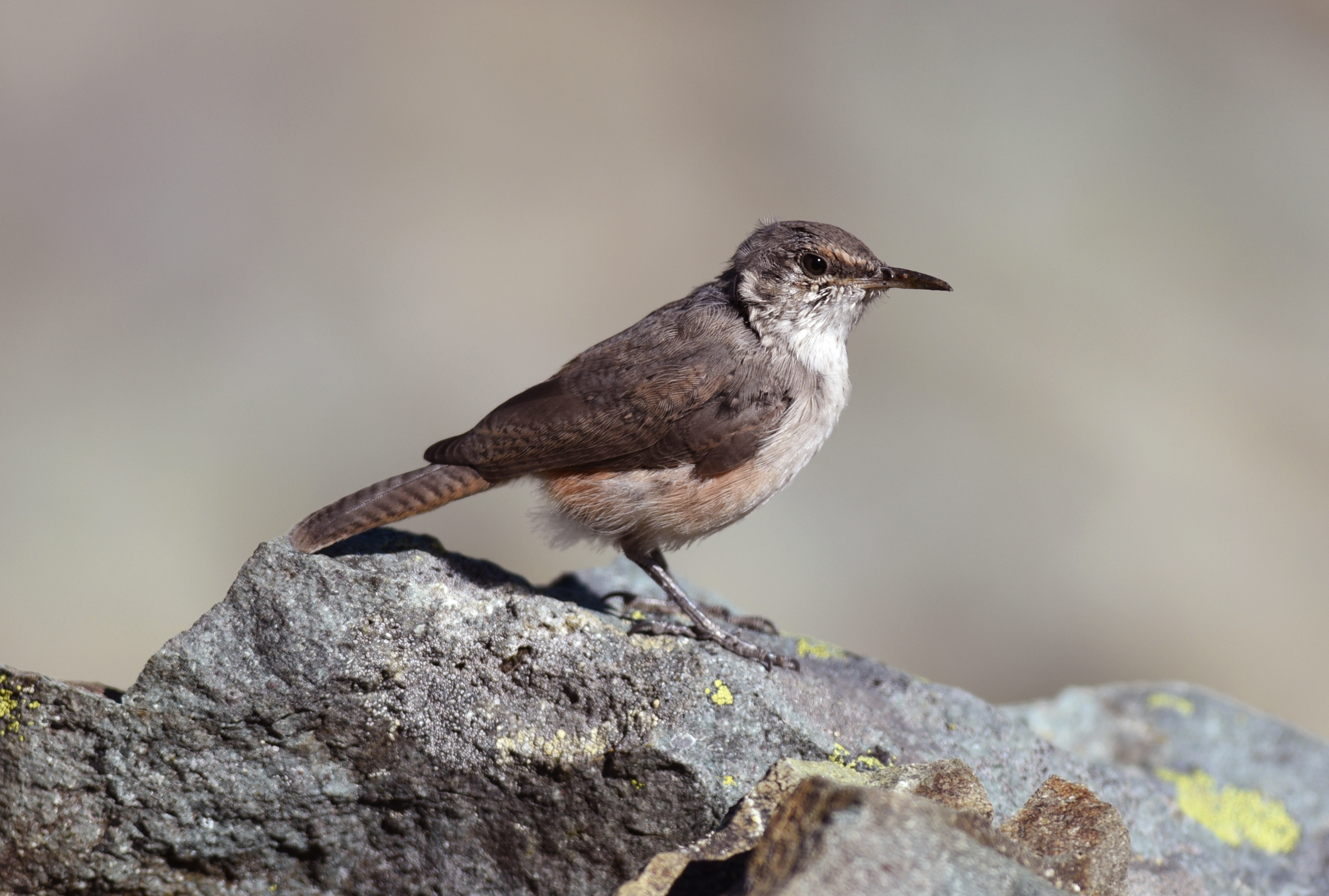 Rock Wren | Audubon Field Guide