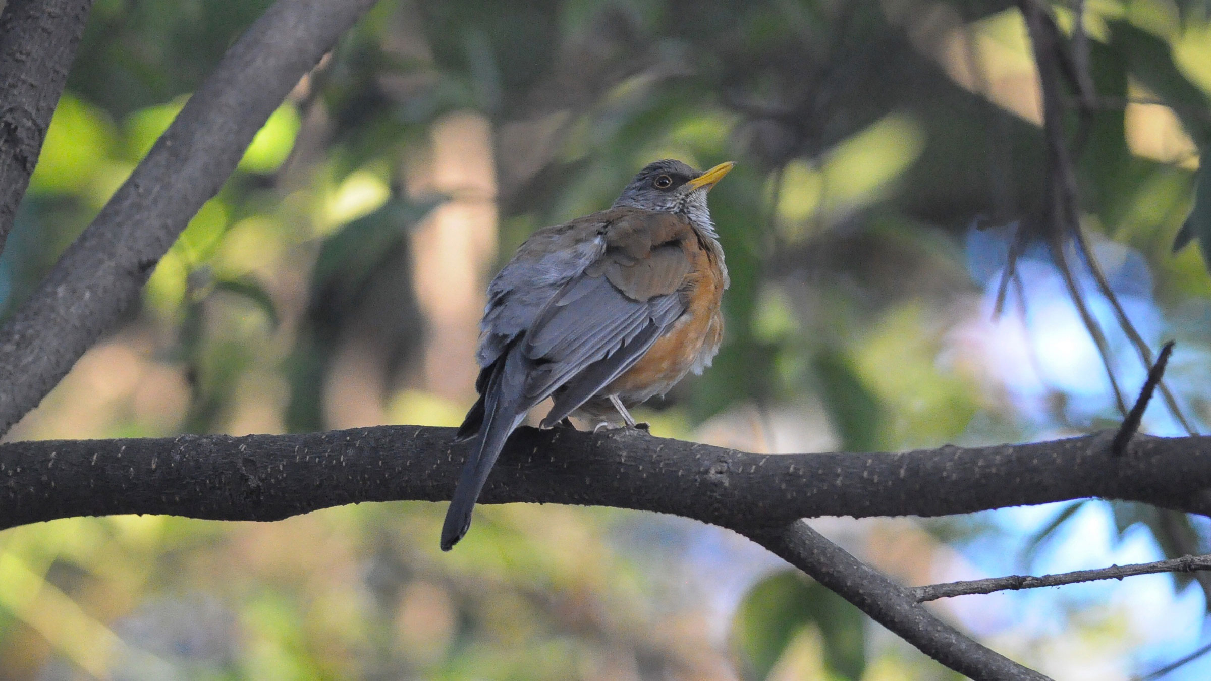 Rufous-backed Robin | Audubon Field Guide