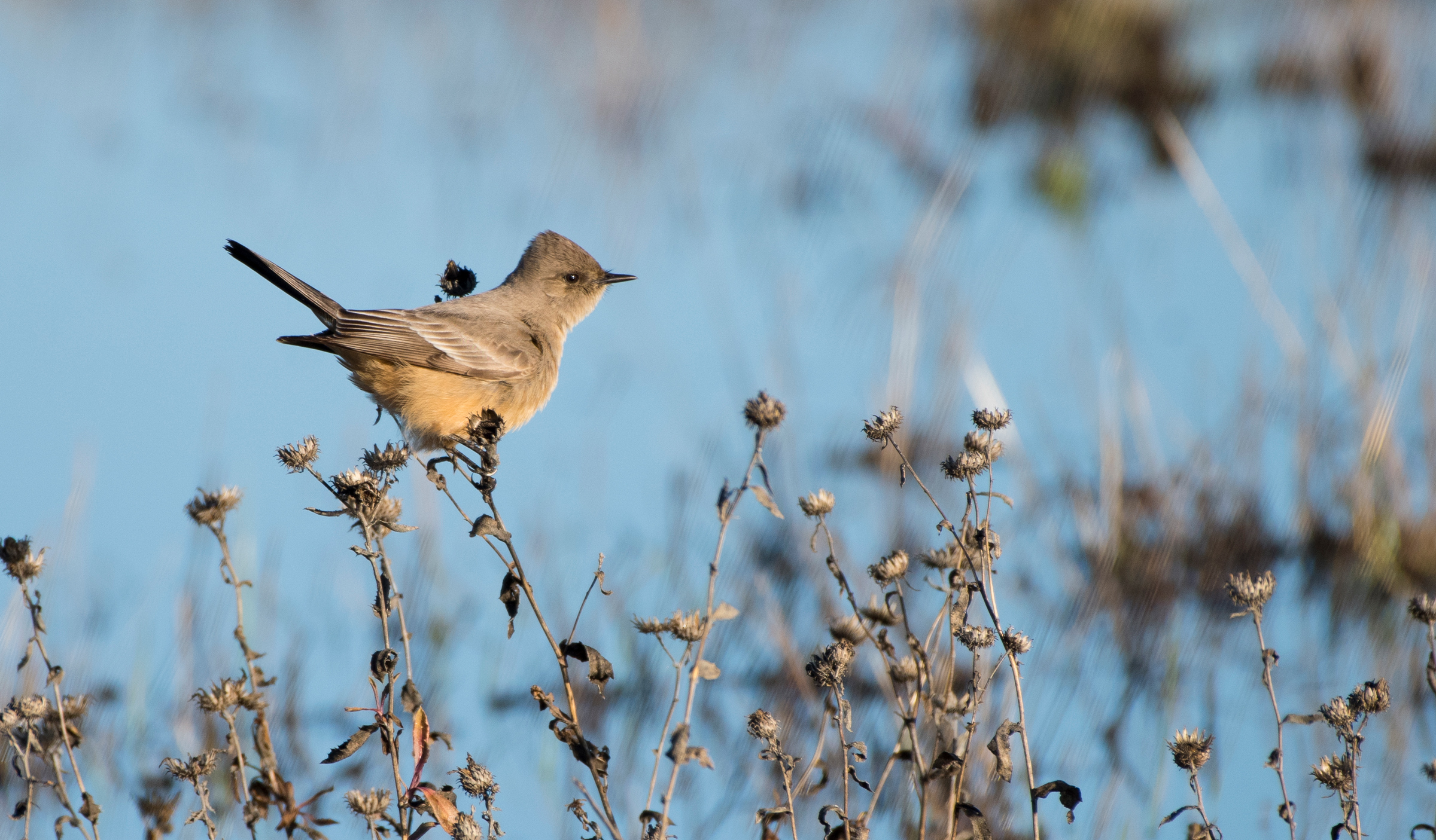 Say's Phoebe | Audubon Field Guide