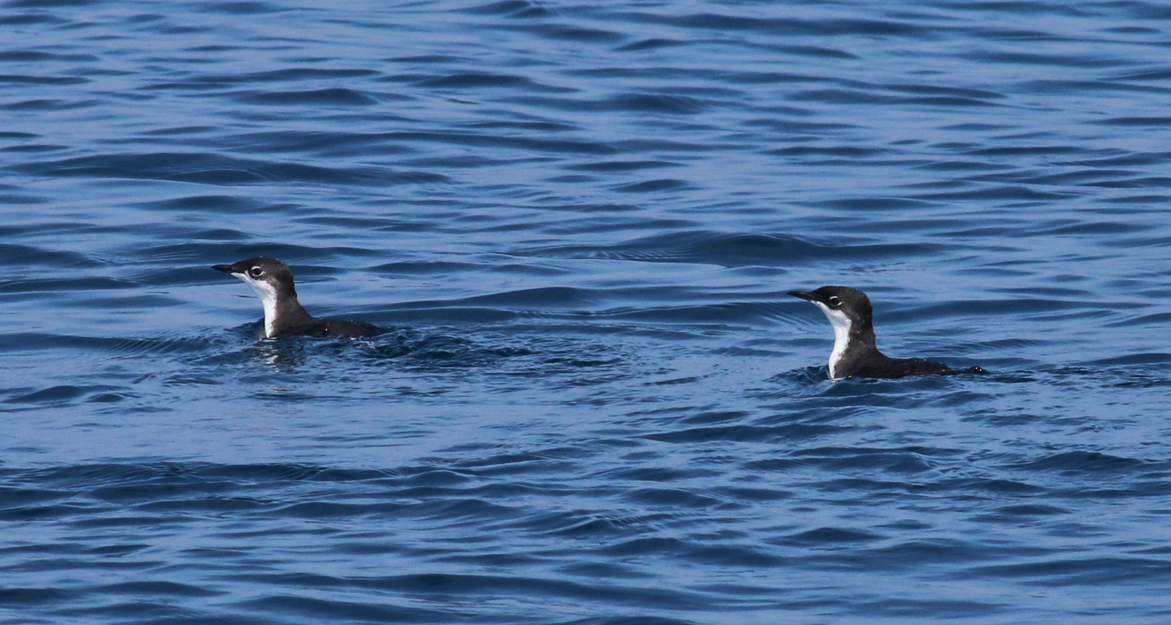 Scripps's Murrelet | Audubon Field Guide
