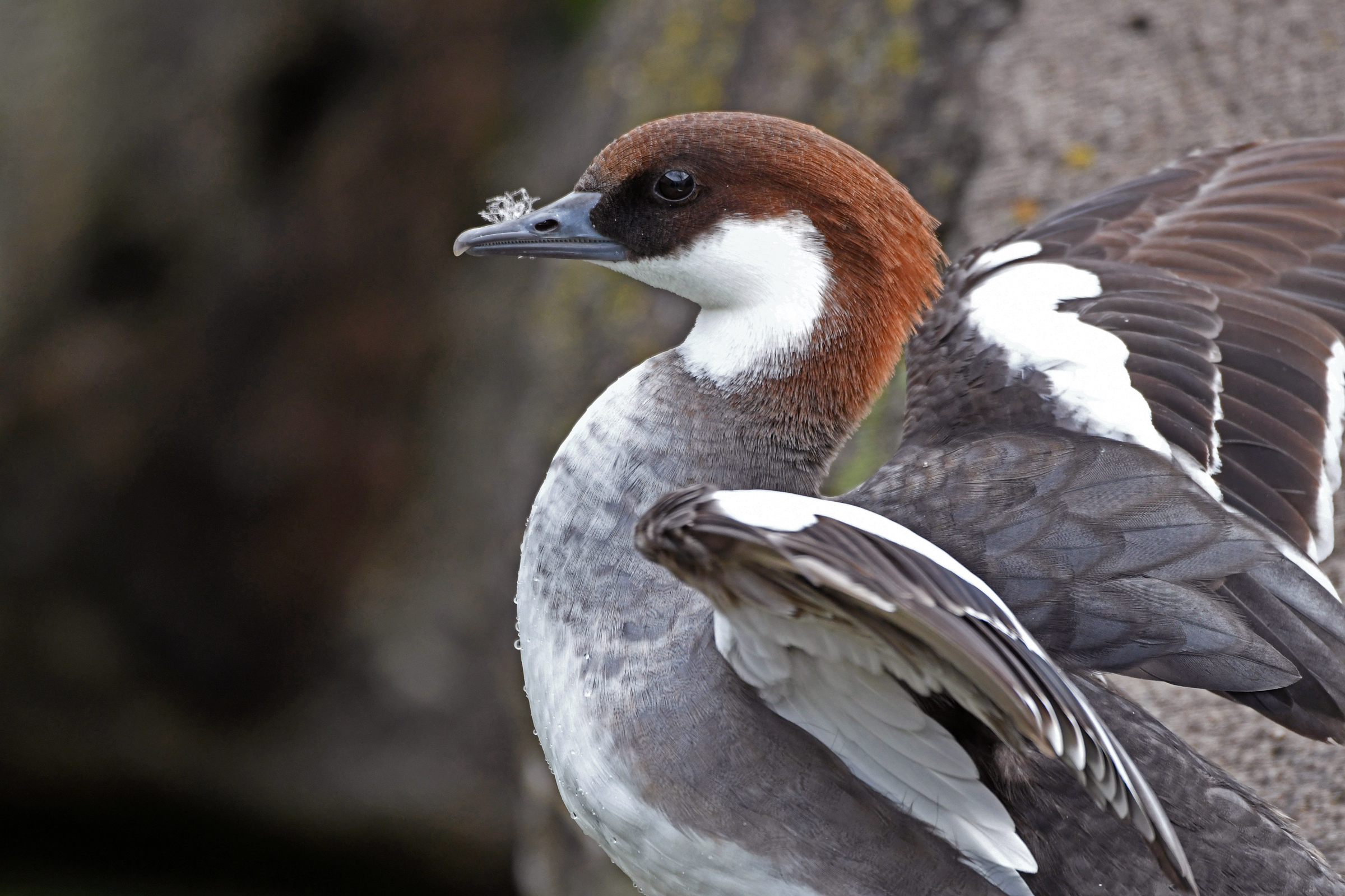 Smew | Audubon Field Guide