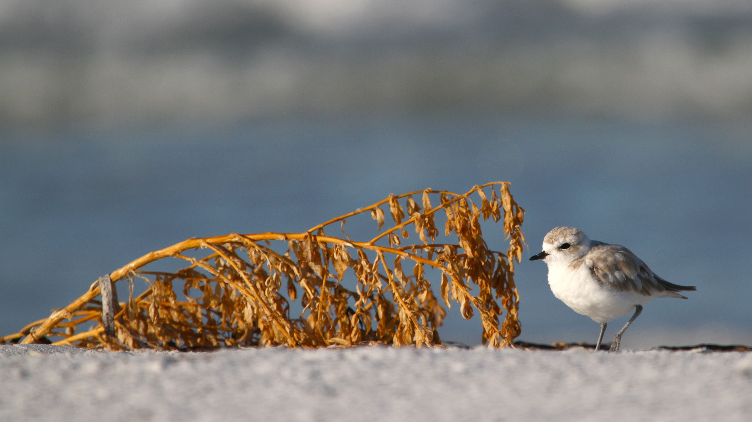 Snowy Plover | Audubon Field Guide