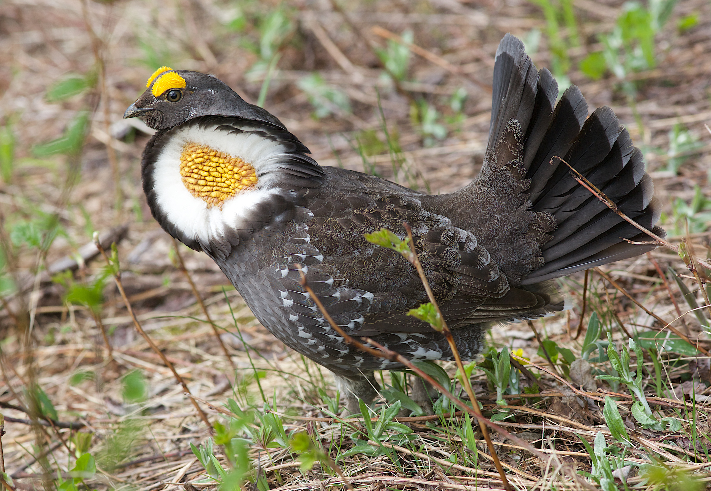 Sooty Grouse | Audubon Field Guide