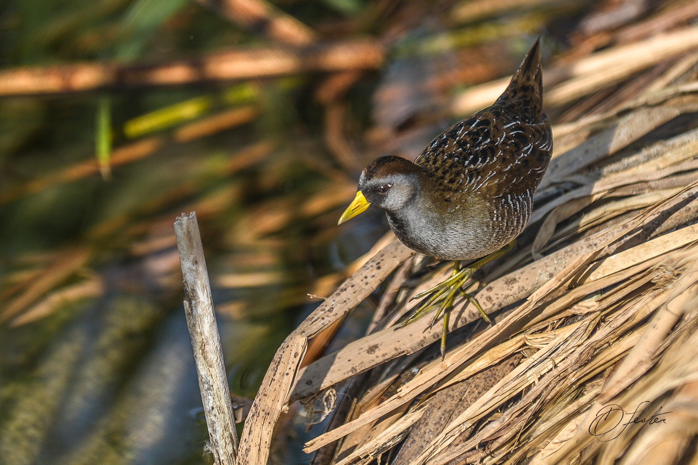 Sora | Audubon Field Guide