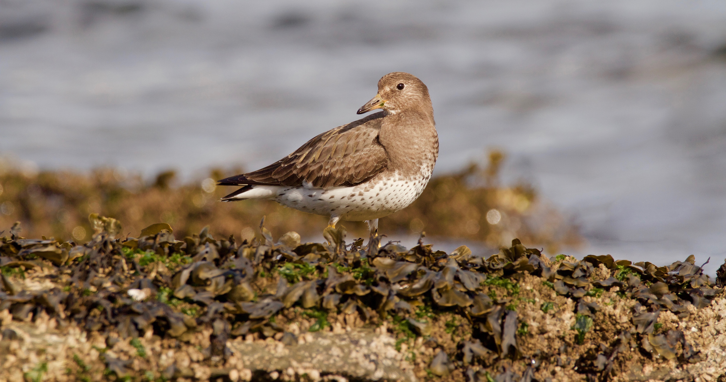 Surfbird | Audubon Field Guide