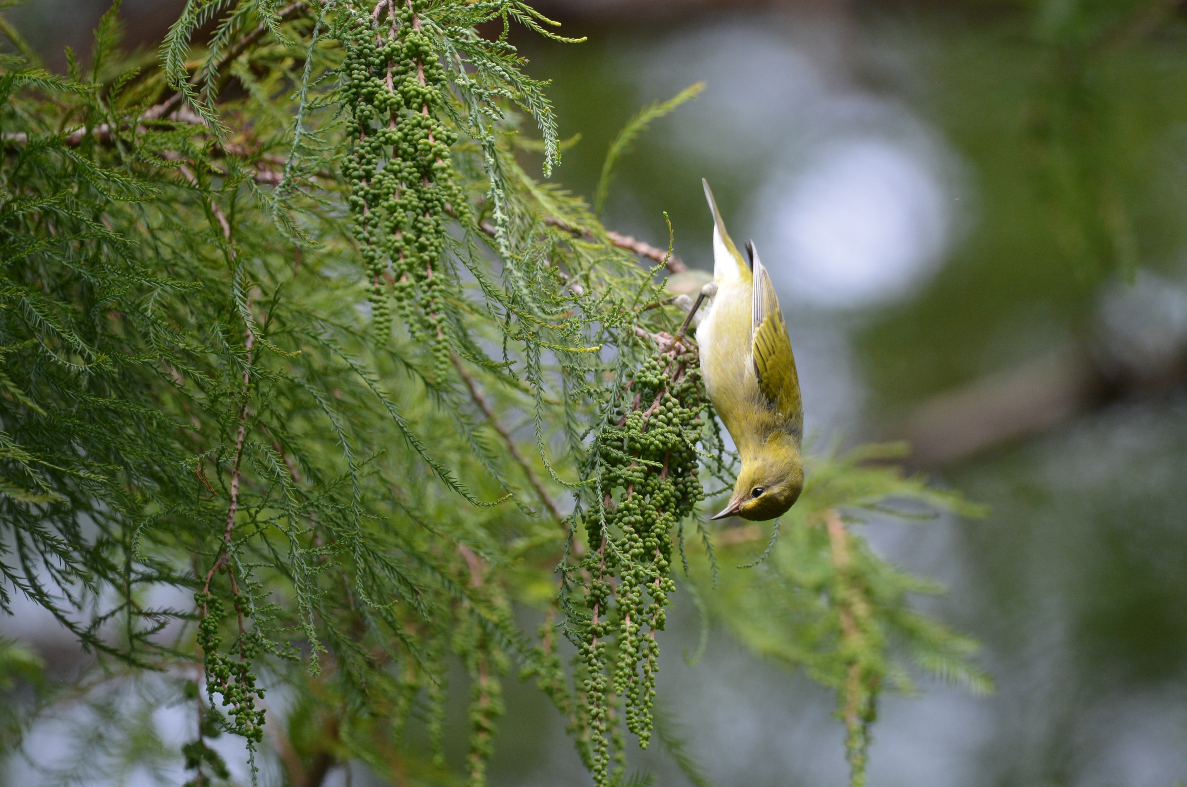 Tennessee Warbler | Audubon Field Guide