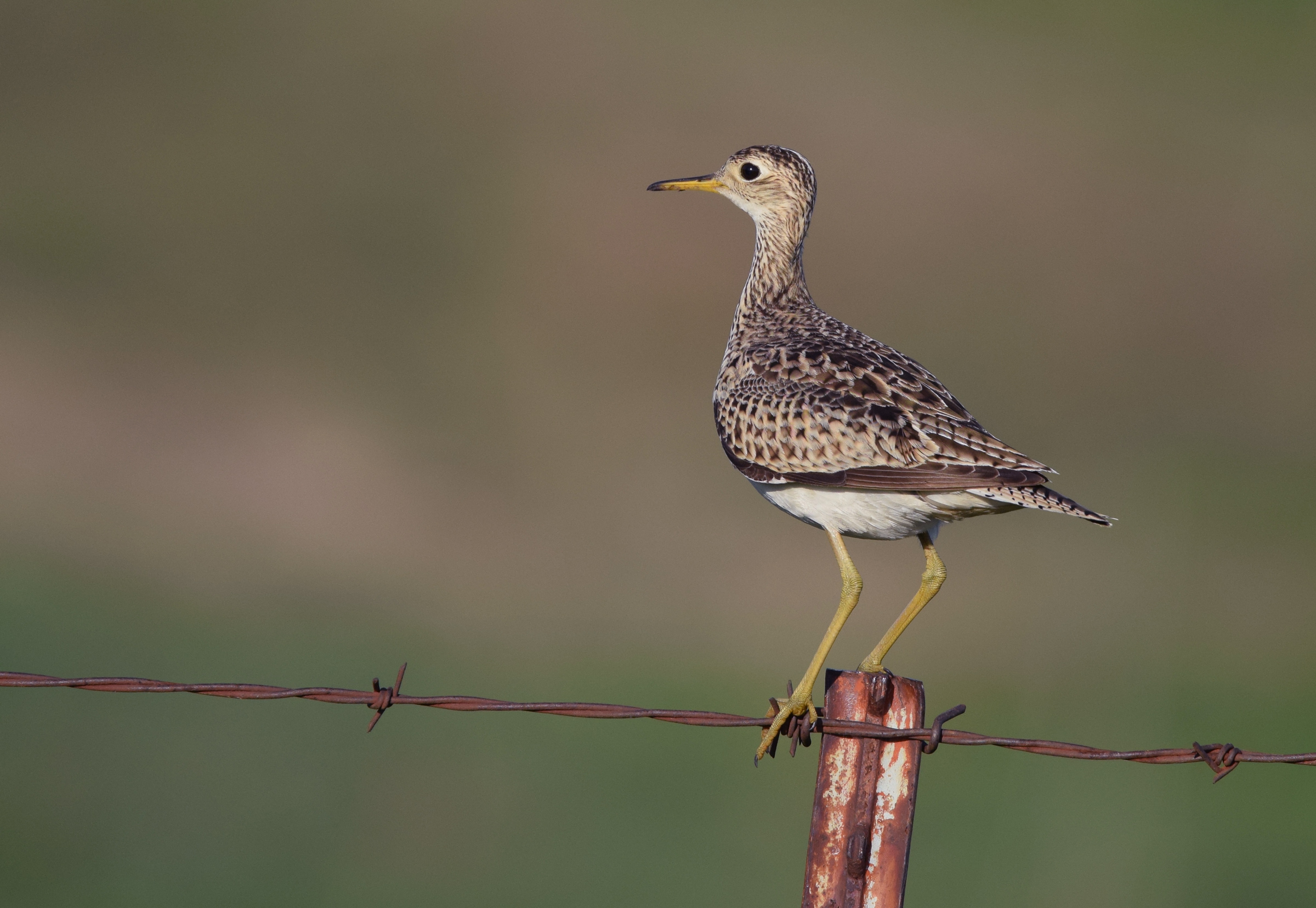 Upland Sandpiper | Audubon Field Guide