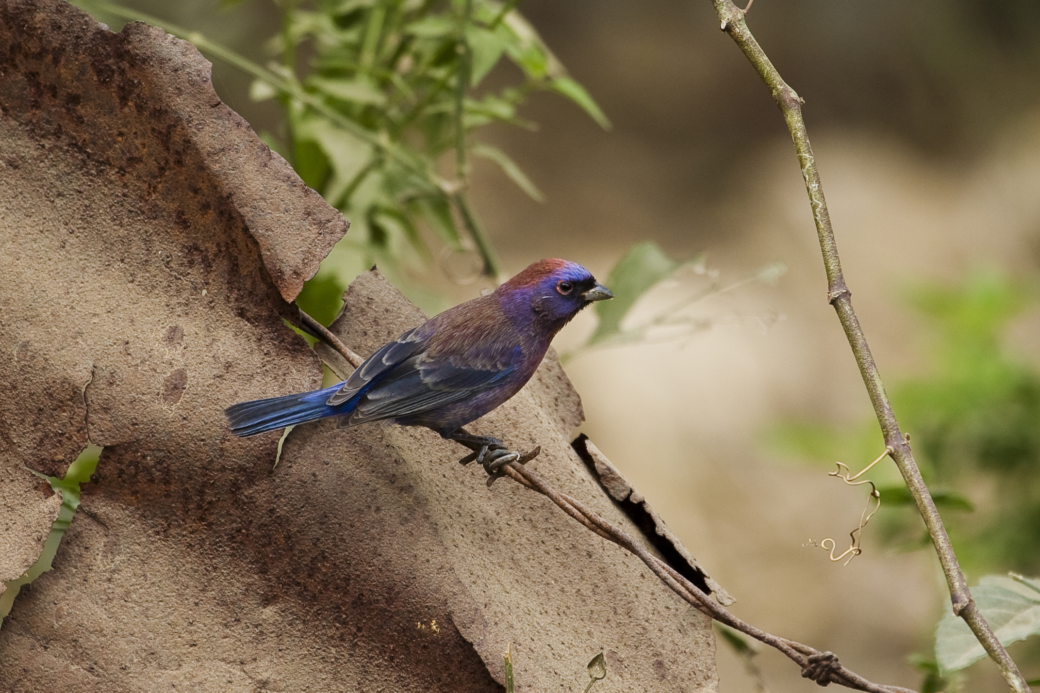 Varied Bunting | Audubon Field Guide