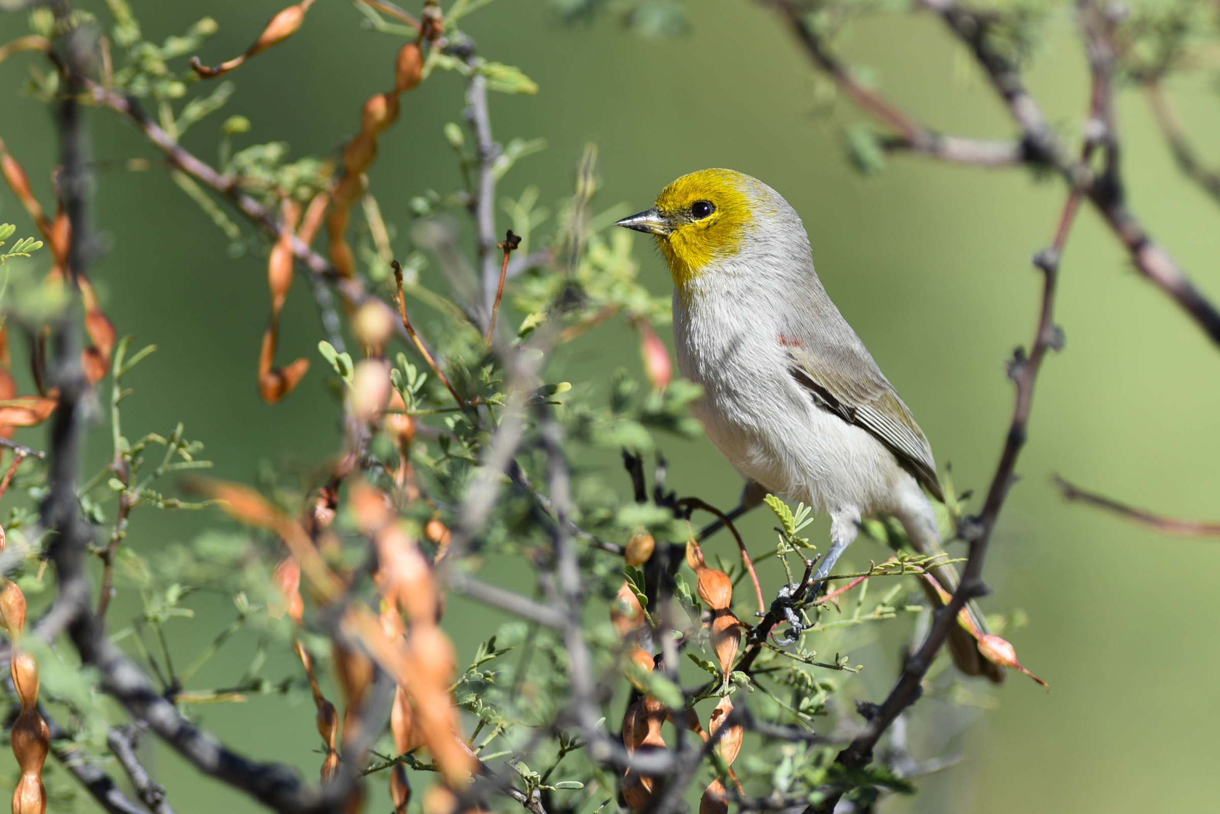 Verdin | Audubon Field Guide