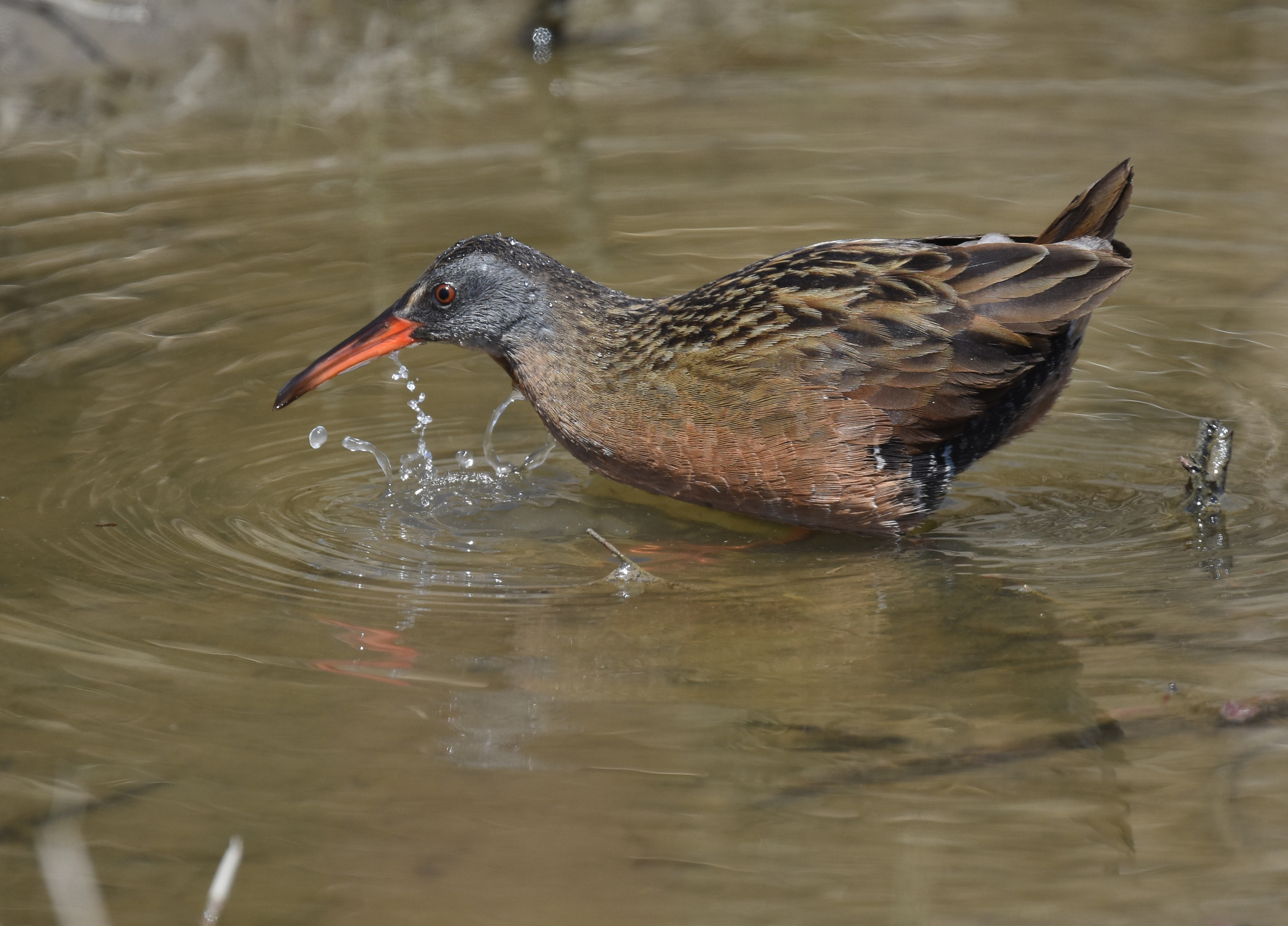 Virginia Rail | Audubon Field Guide