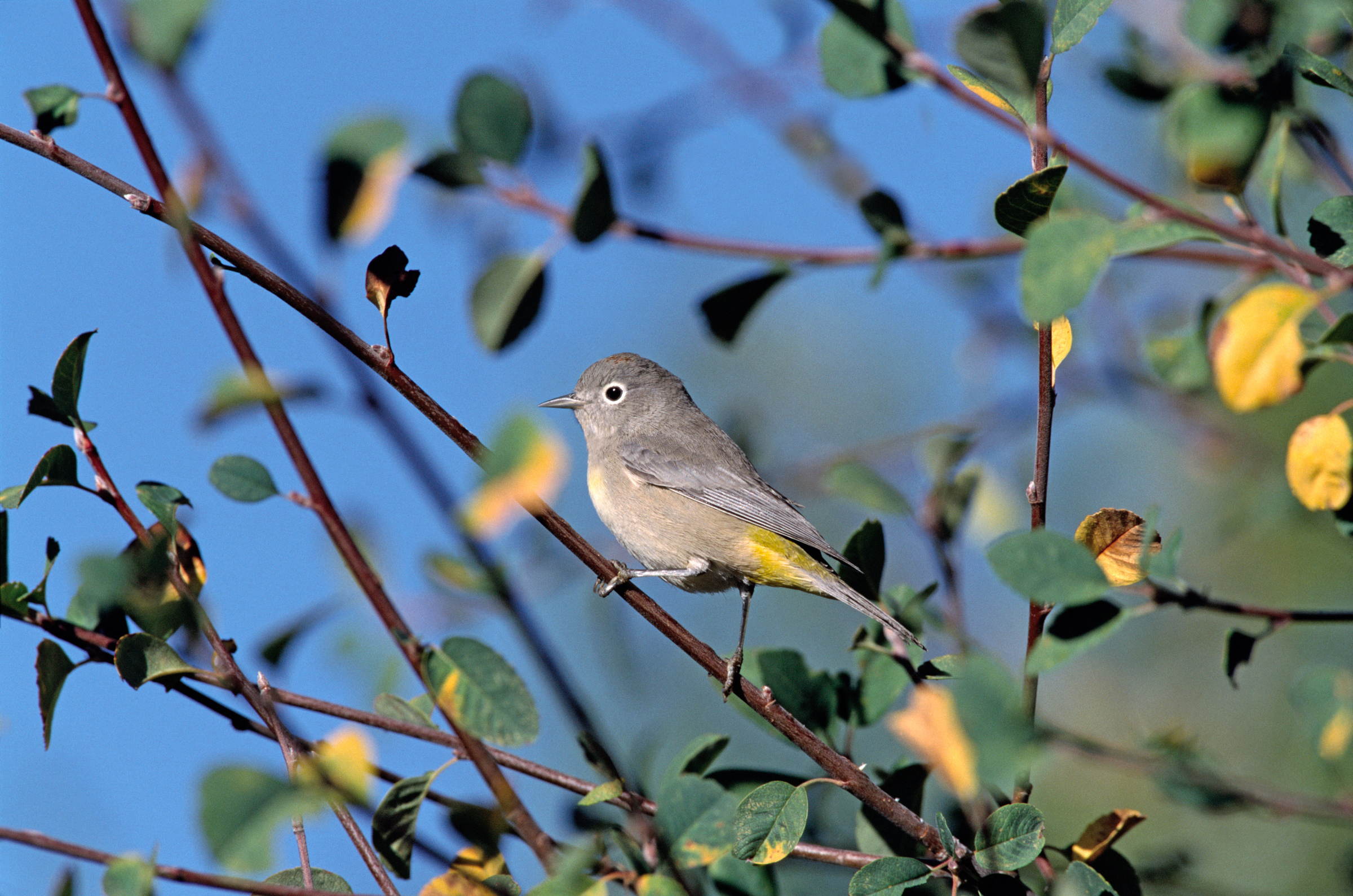Virginia's Warbler | Audubon Field Guide