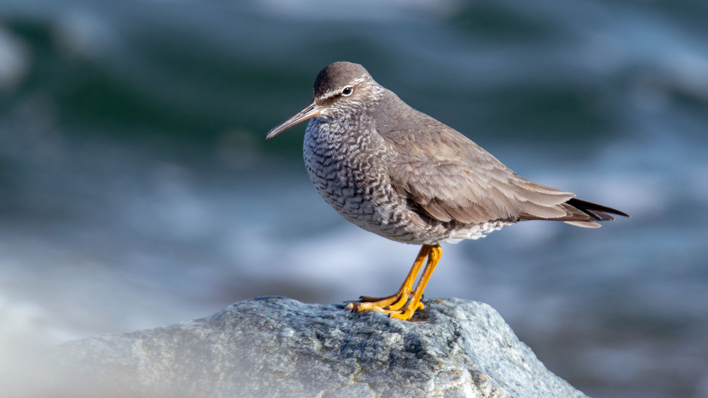Wandering Tattler | Audubon Field Guide