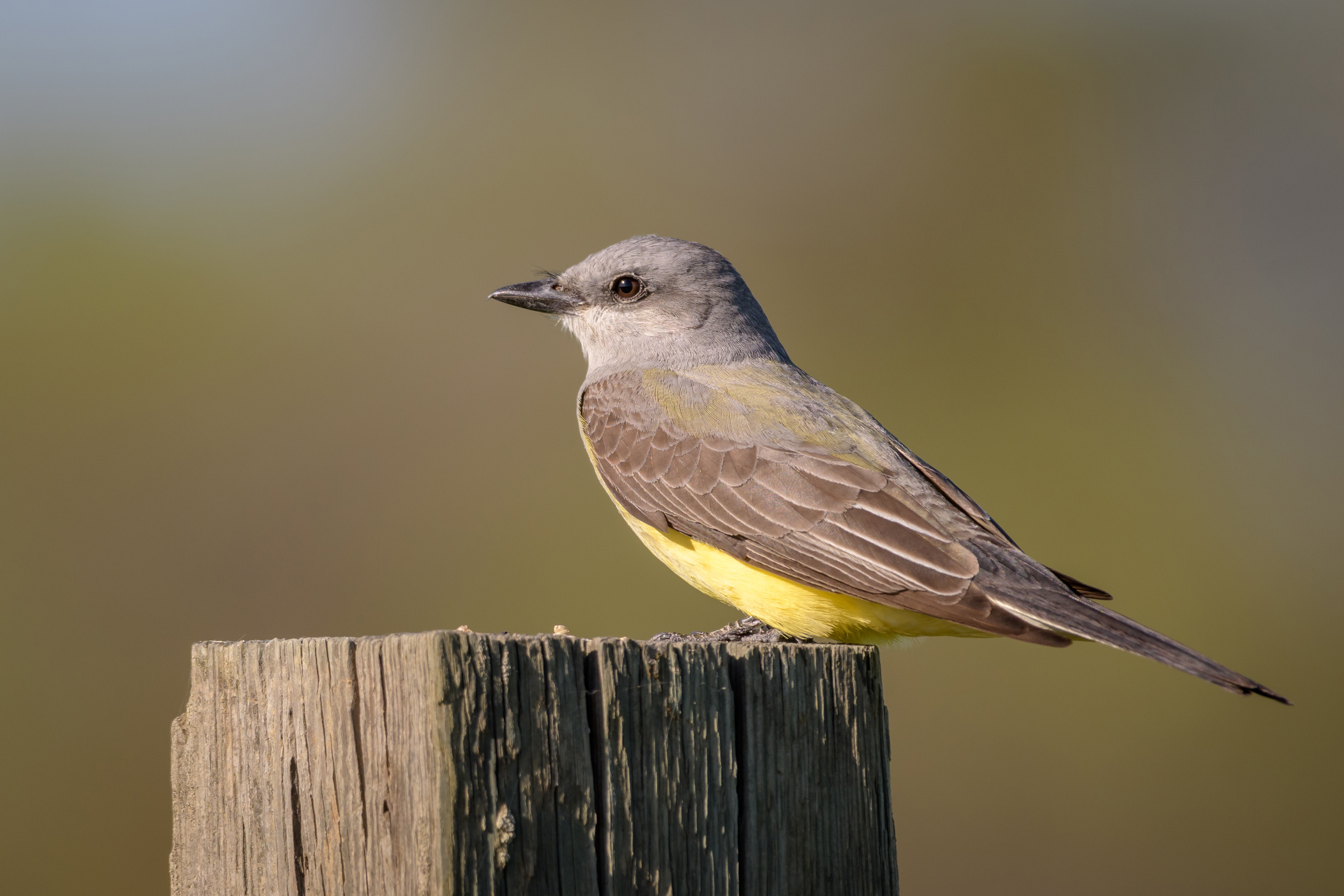 Western Kingbird | Audubon Field Guide