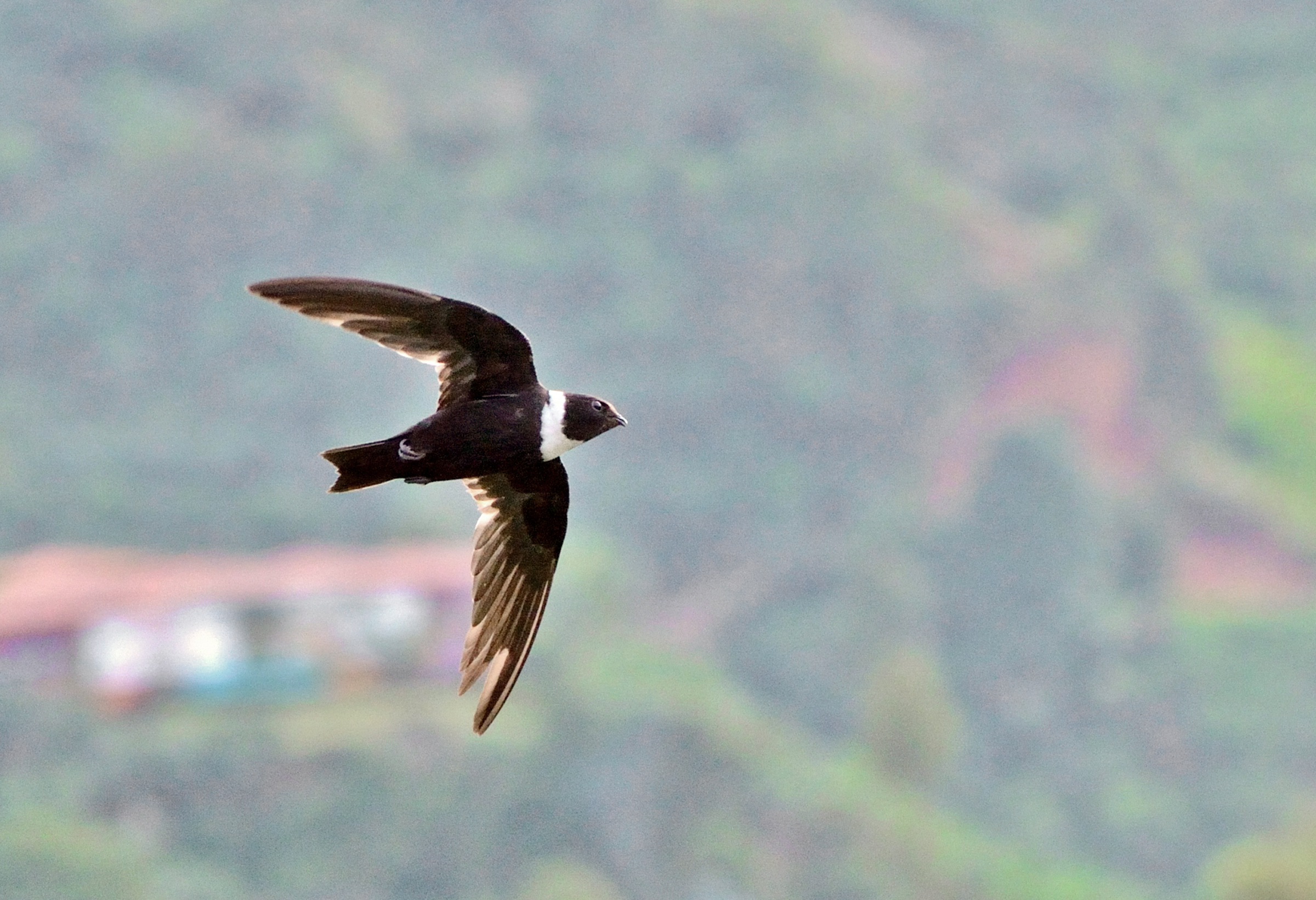 White-collared Swift | Audubon Field Guide