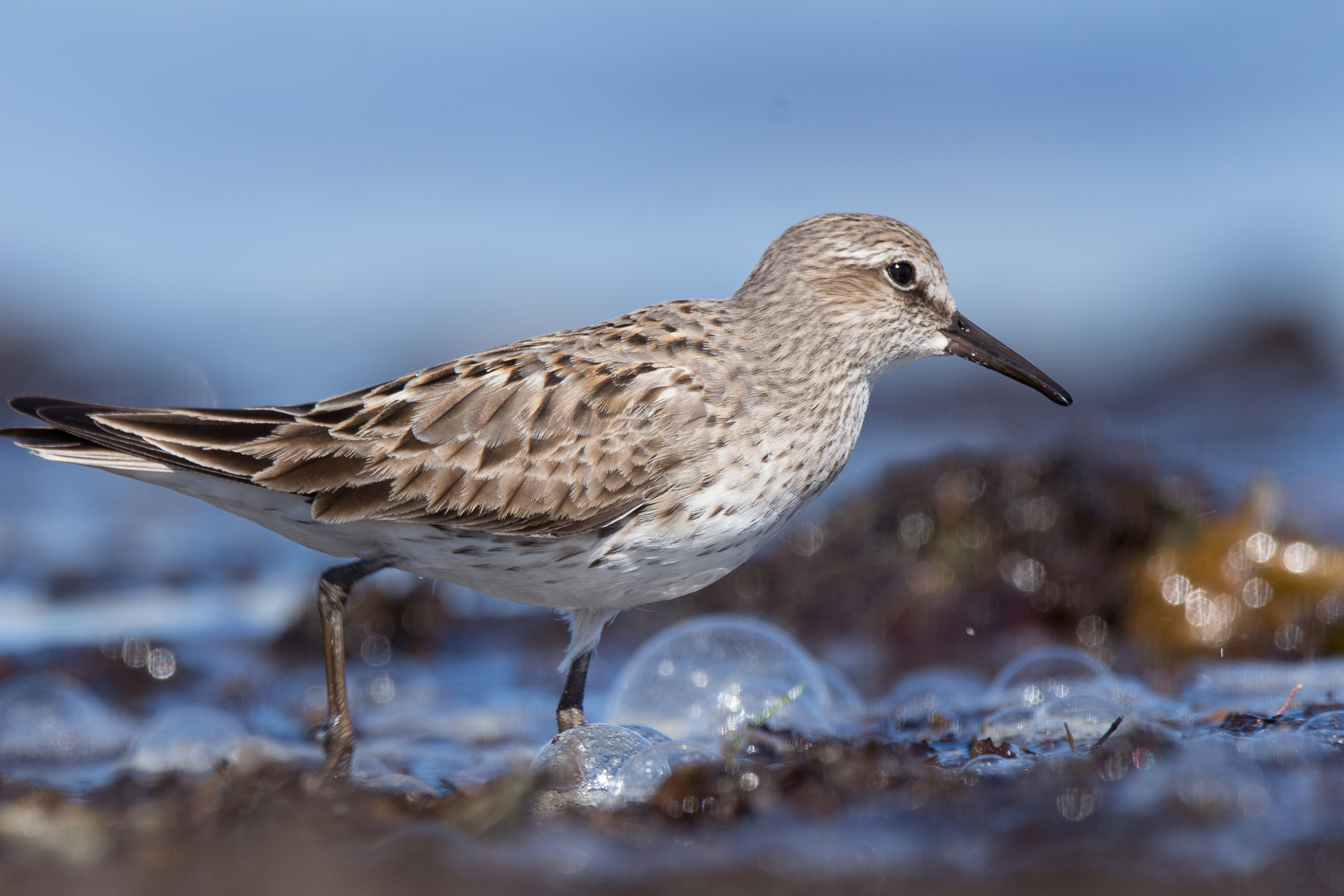 White-rumped Sandpiper | Audubon Field Guide