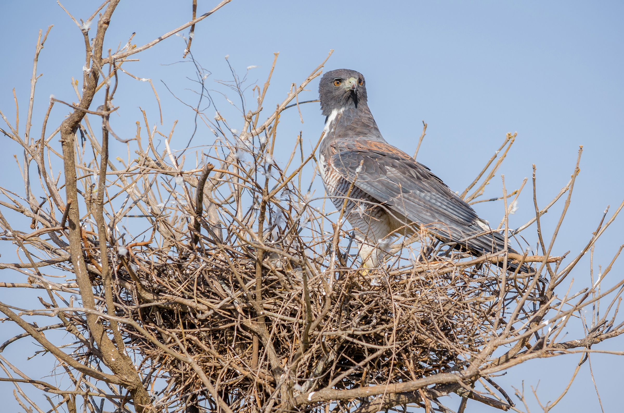 White-tailed Hawk | Audubon Field Guide