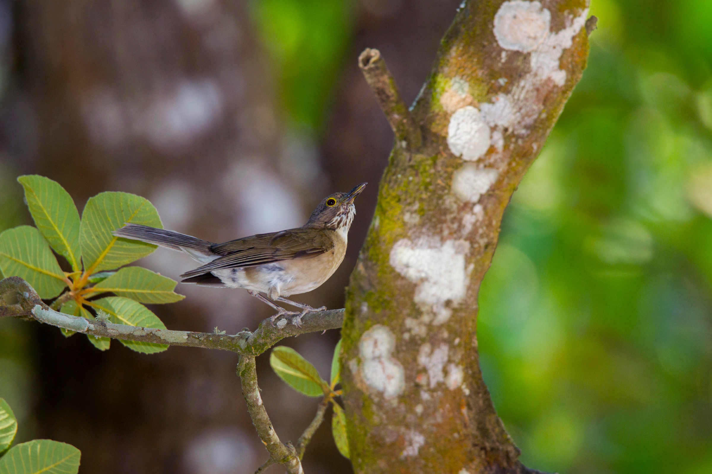 White-throated Thrush | Audubon Field Guide