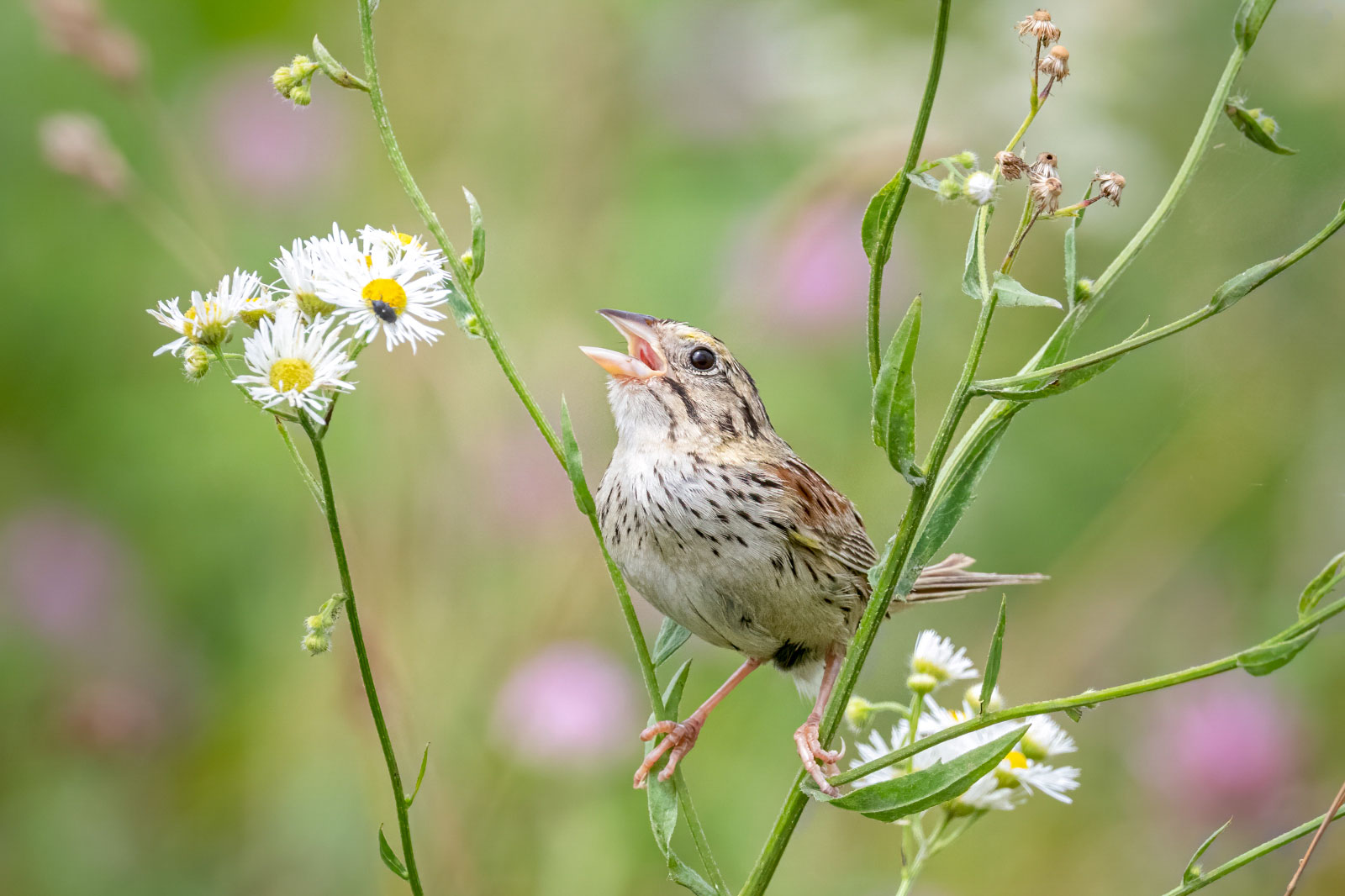 How Just a Few Acres of Ideal Habitat Helped Protect Henslow’s Sparrows ...