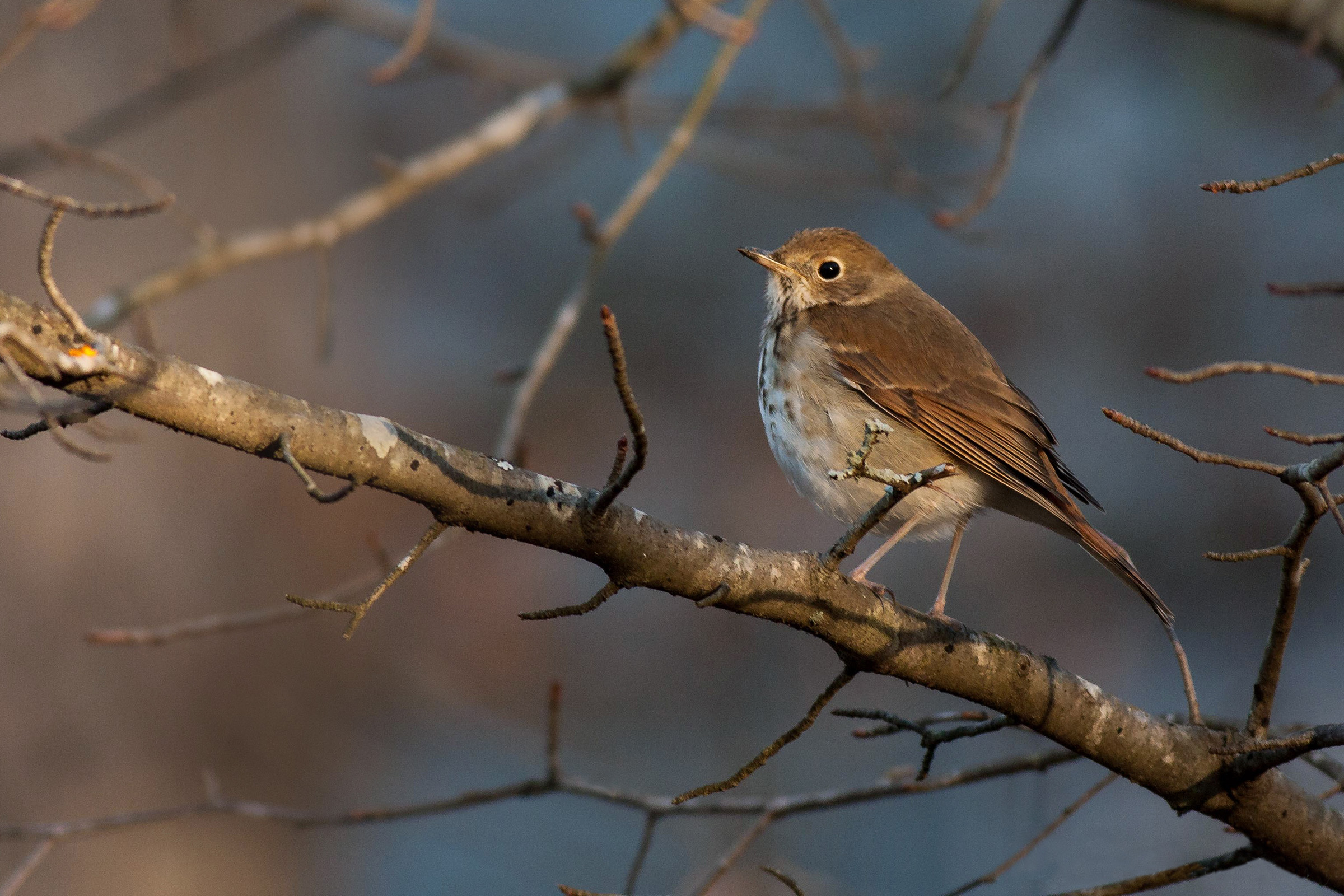 Hermit Thrush | Audubon Field Guide
