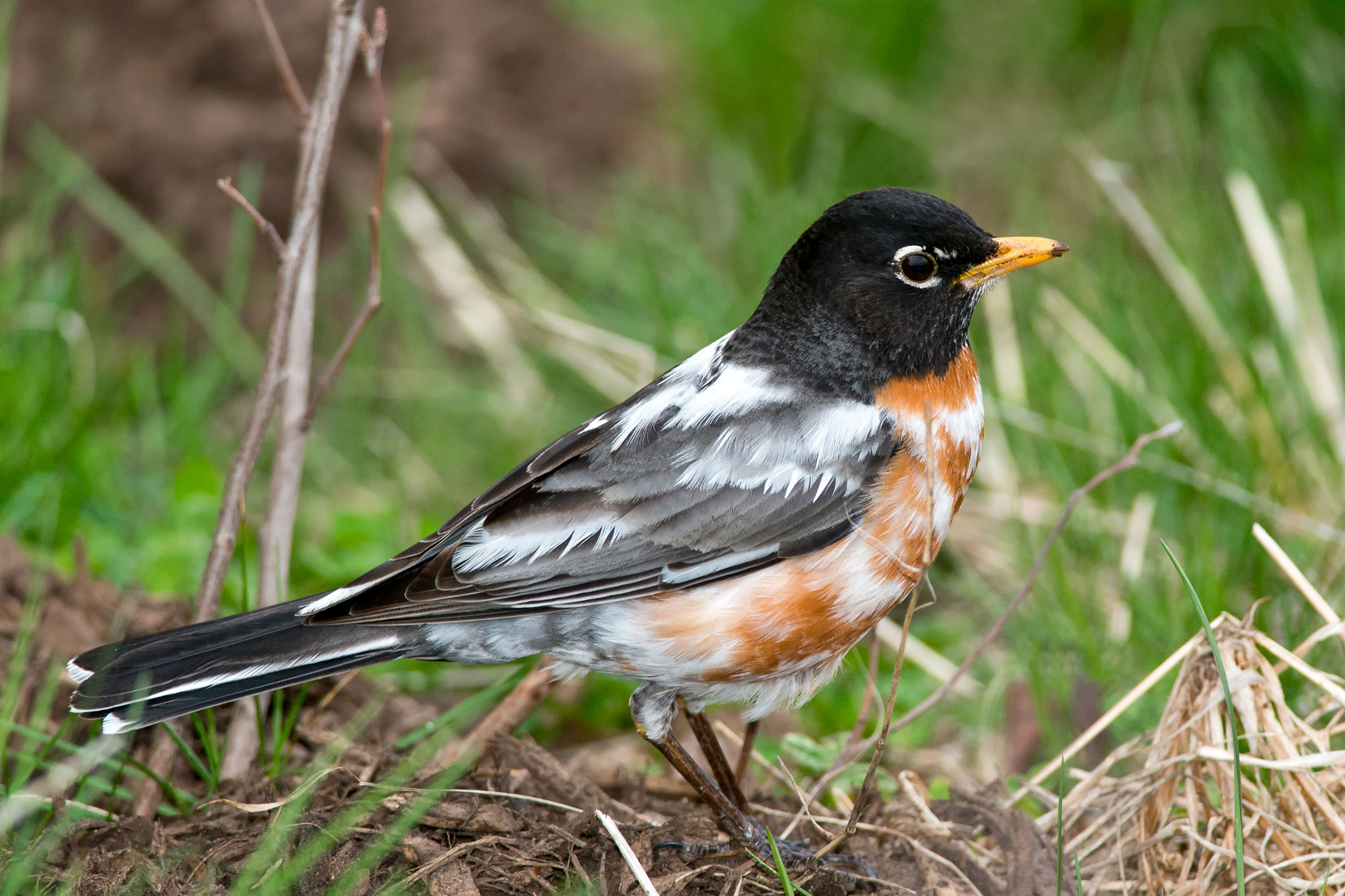 Why Is This Bird Half-White? - Leucism and Albinism, Leucistic Animals ...