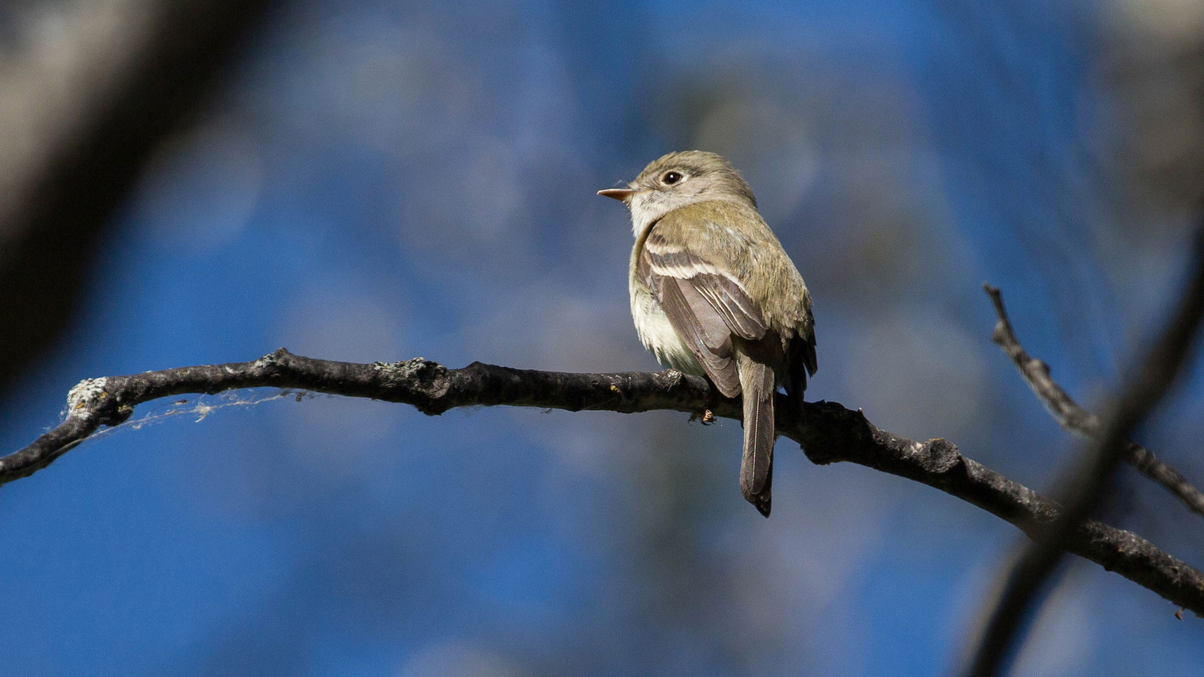 Least Flycatcher | Audubon Field Guide