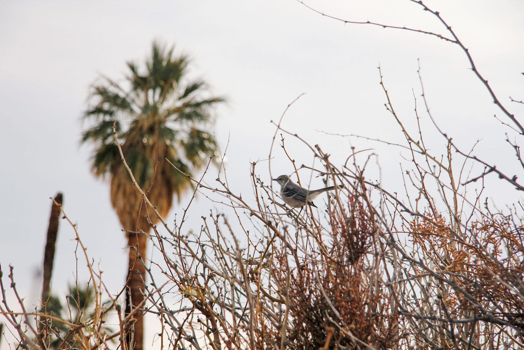 How Climate Change Pushes Even the Hardiest Desert Birds Past Their ...