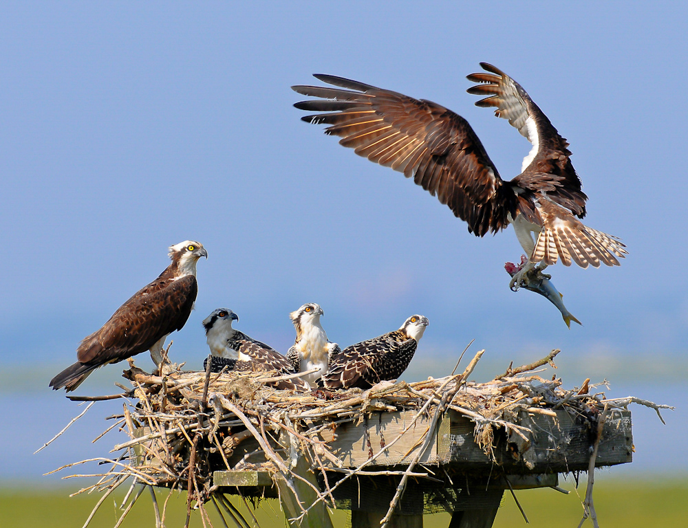 Protecting Fish to Save Atlantic Seabirds | Audubon