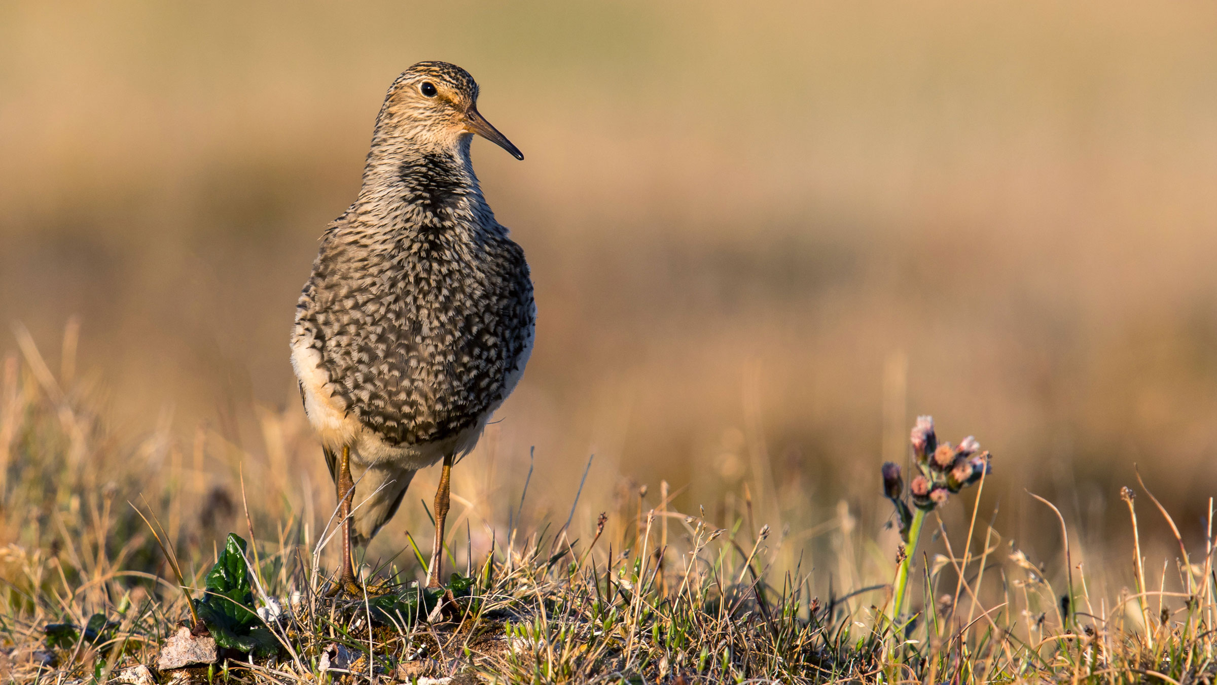 Pectoral Sandpiper | Audubon Field Guide