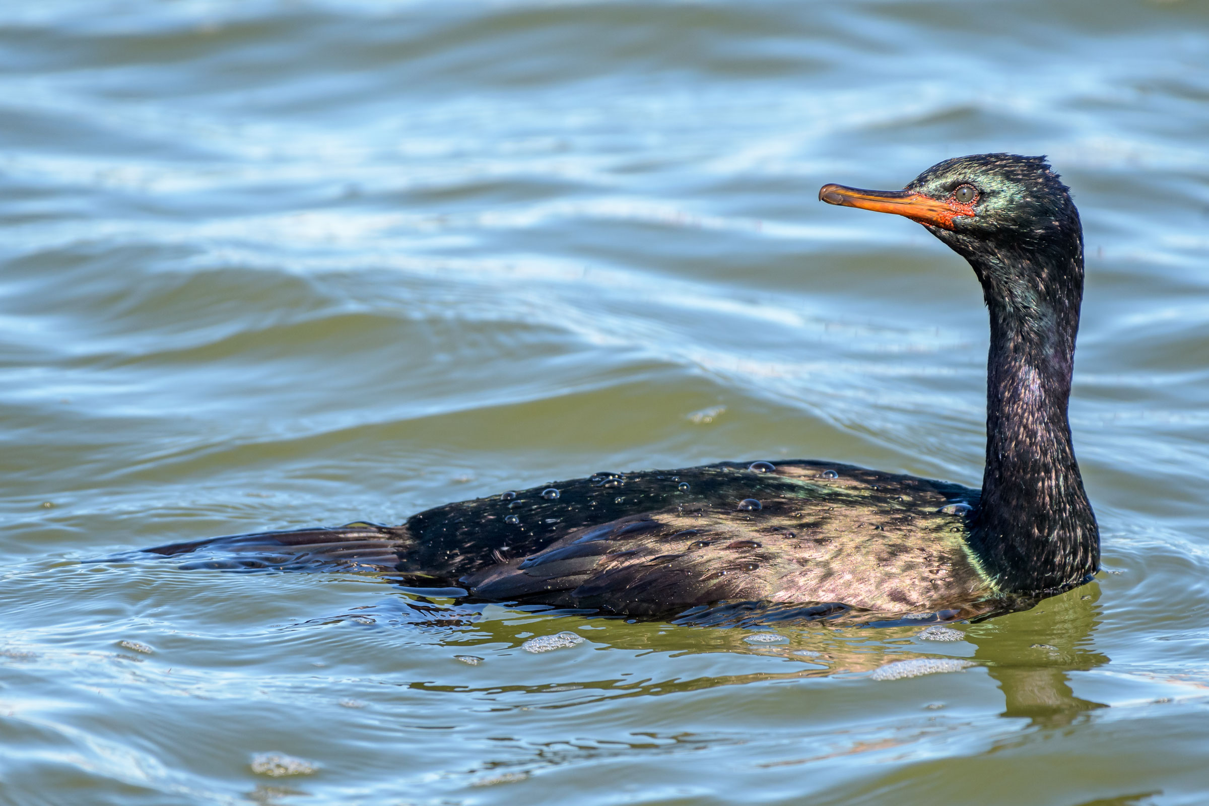 Pelagic Cormorant | Audubon Field Guide