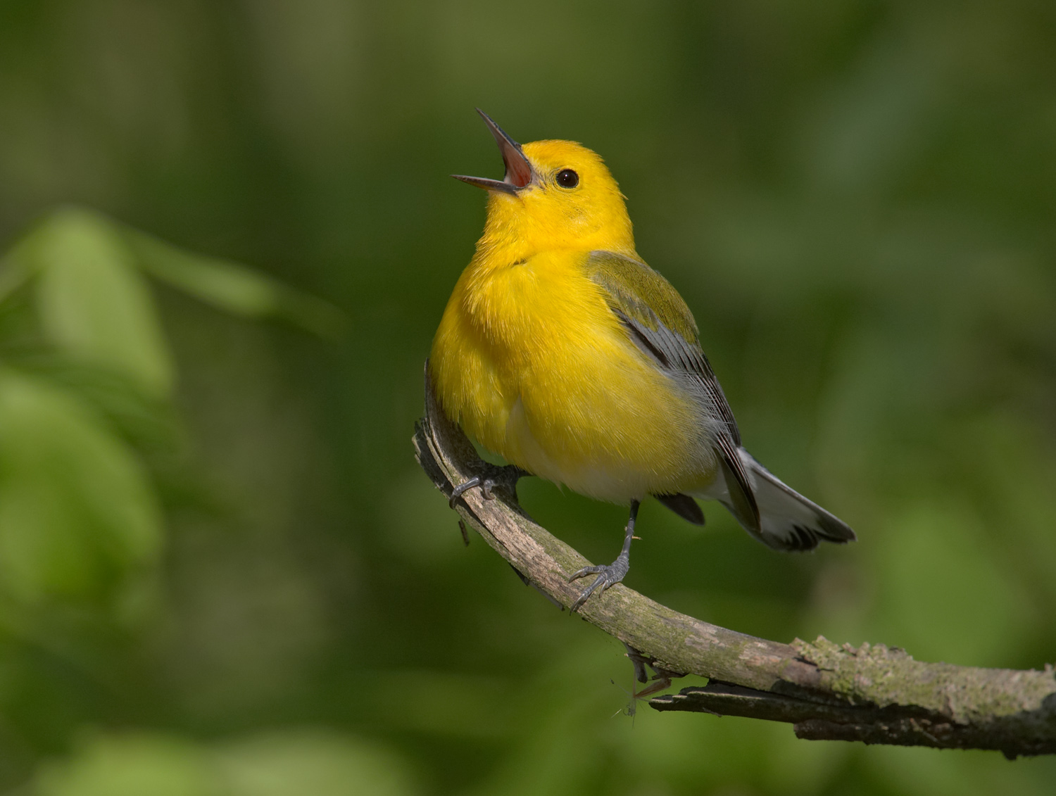 Prothonotary Warblers in the Okefenokee Swamp | Audubon