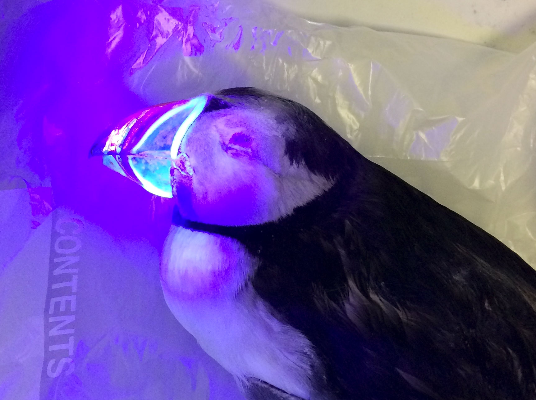 Puffins Amp Up Their Sex Appeal With Glowing Beaks | Audubon