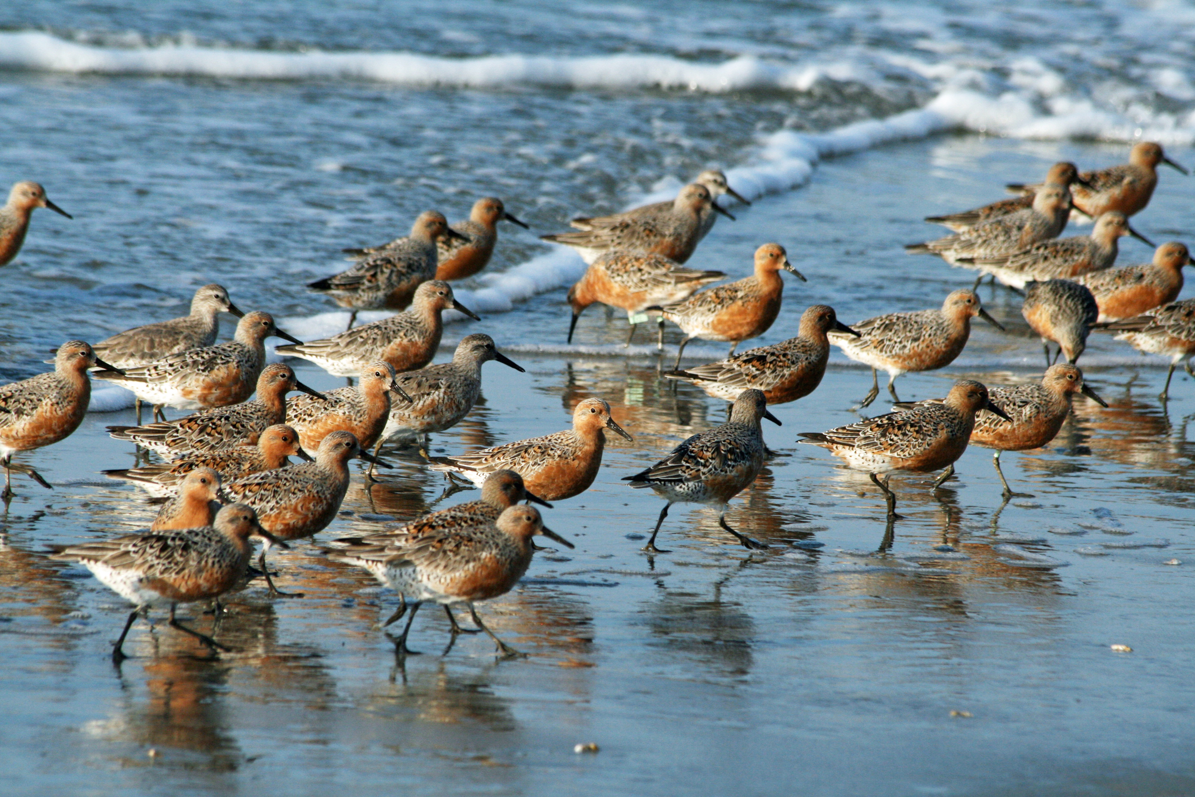 Red Knot | Audubon Field Guide