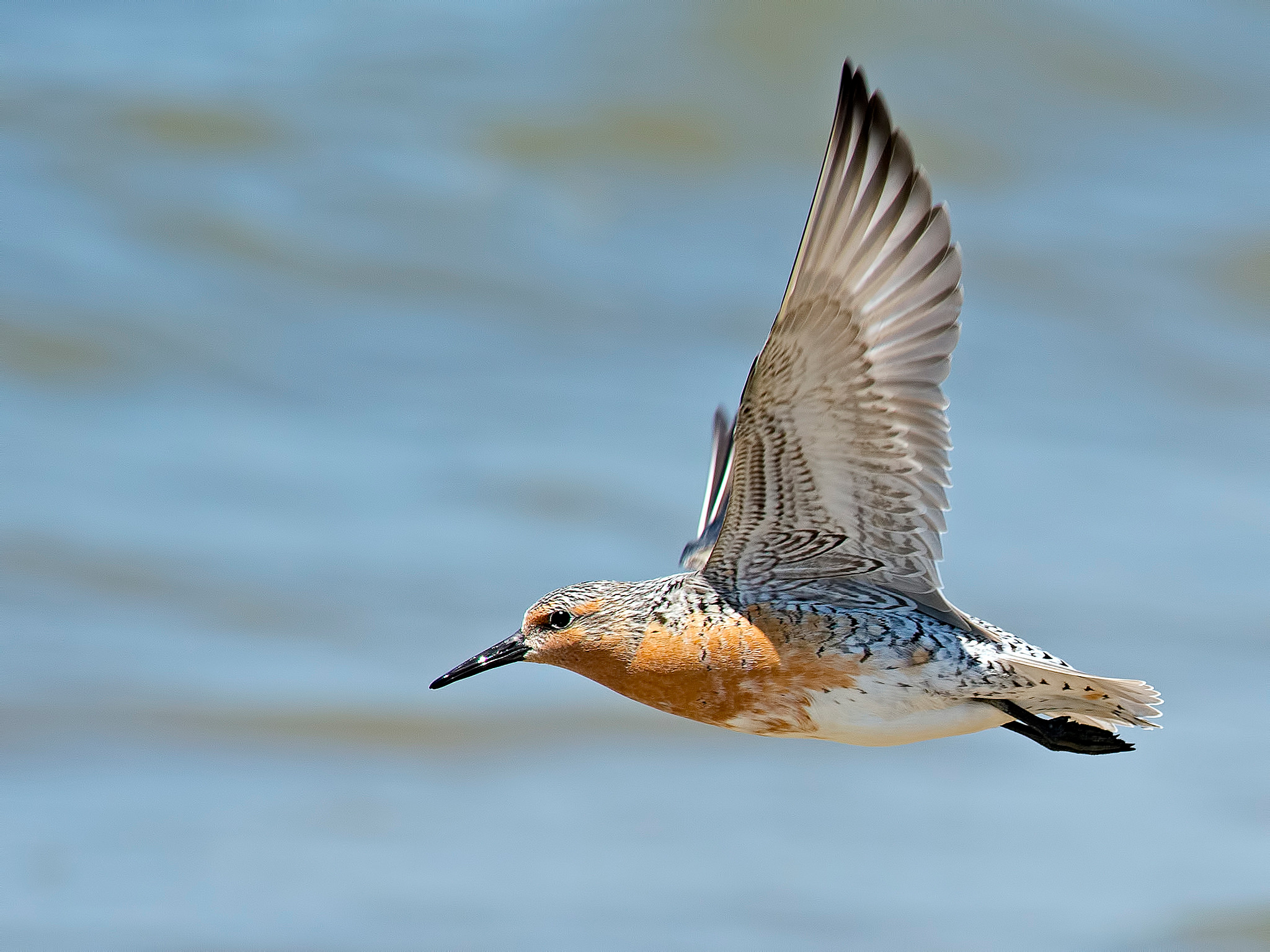 Red Knot | Audubon Field Guide