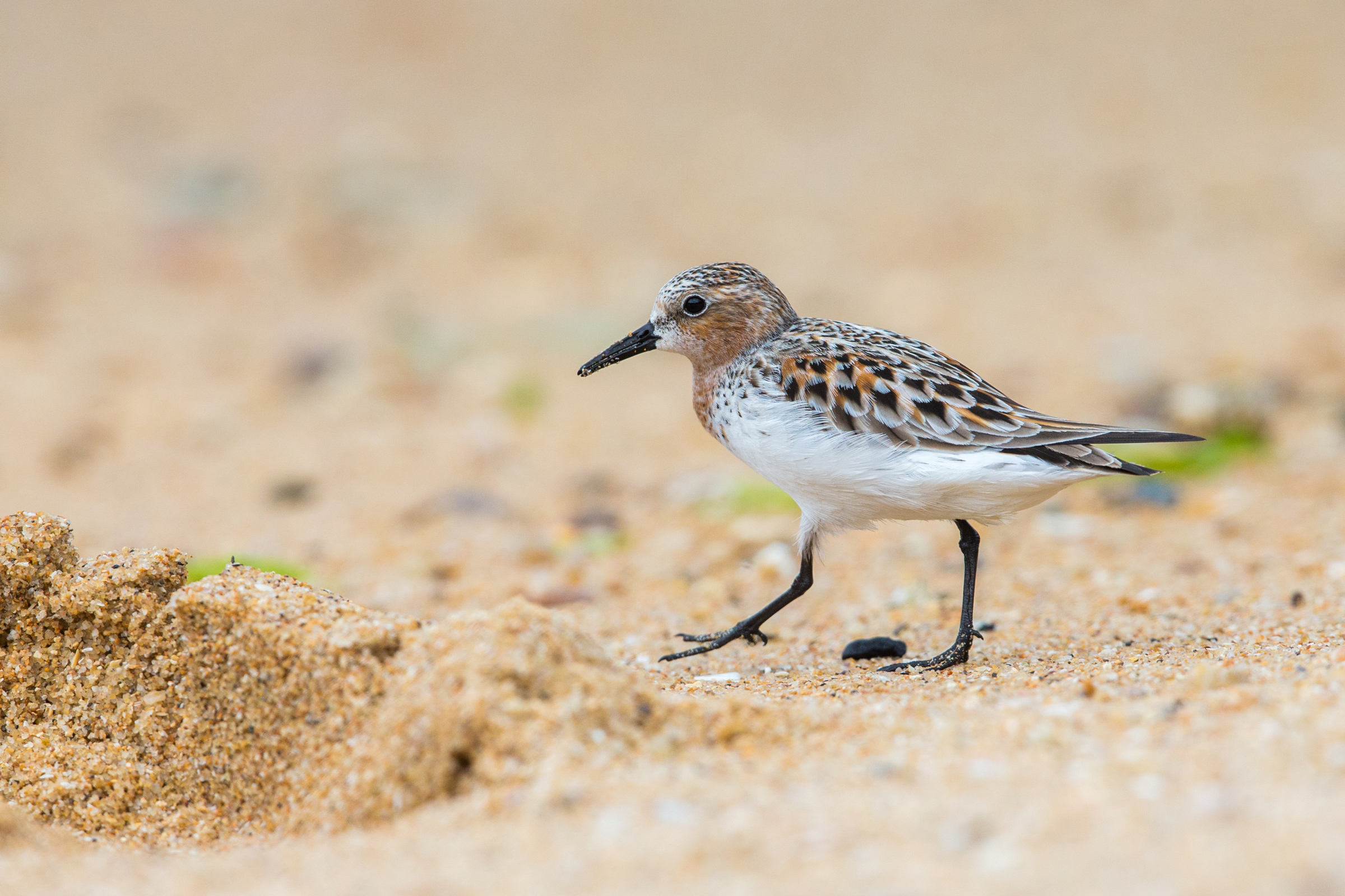 Red-necked Stint | Audubon Field Guide