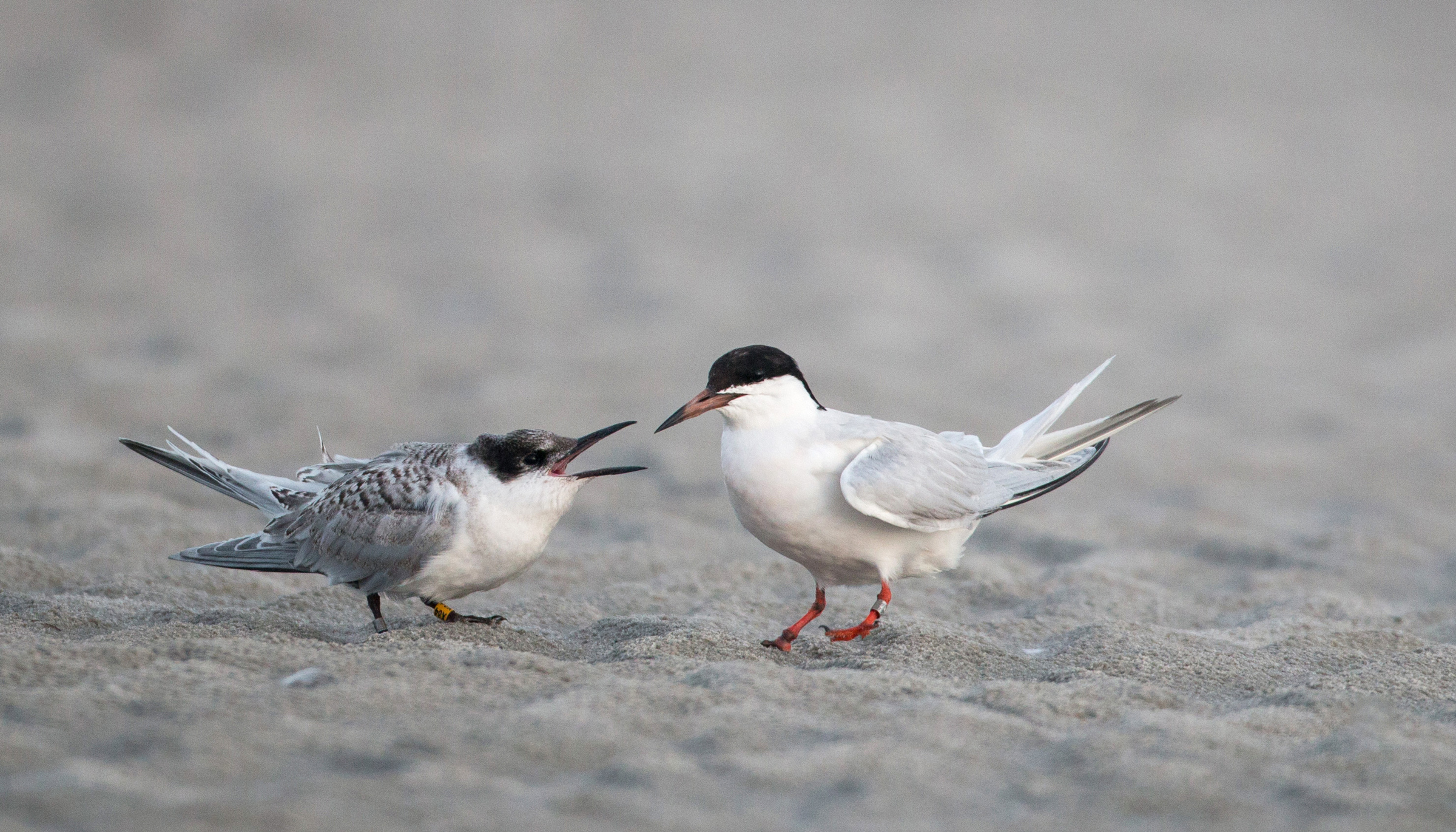 Roseate Tern | Audubon Field Guide