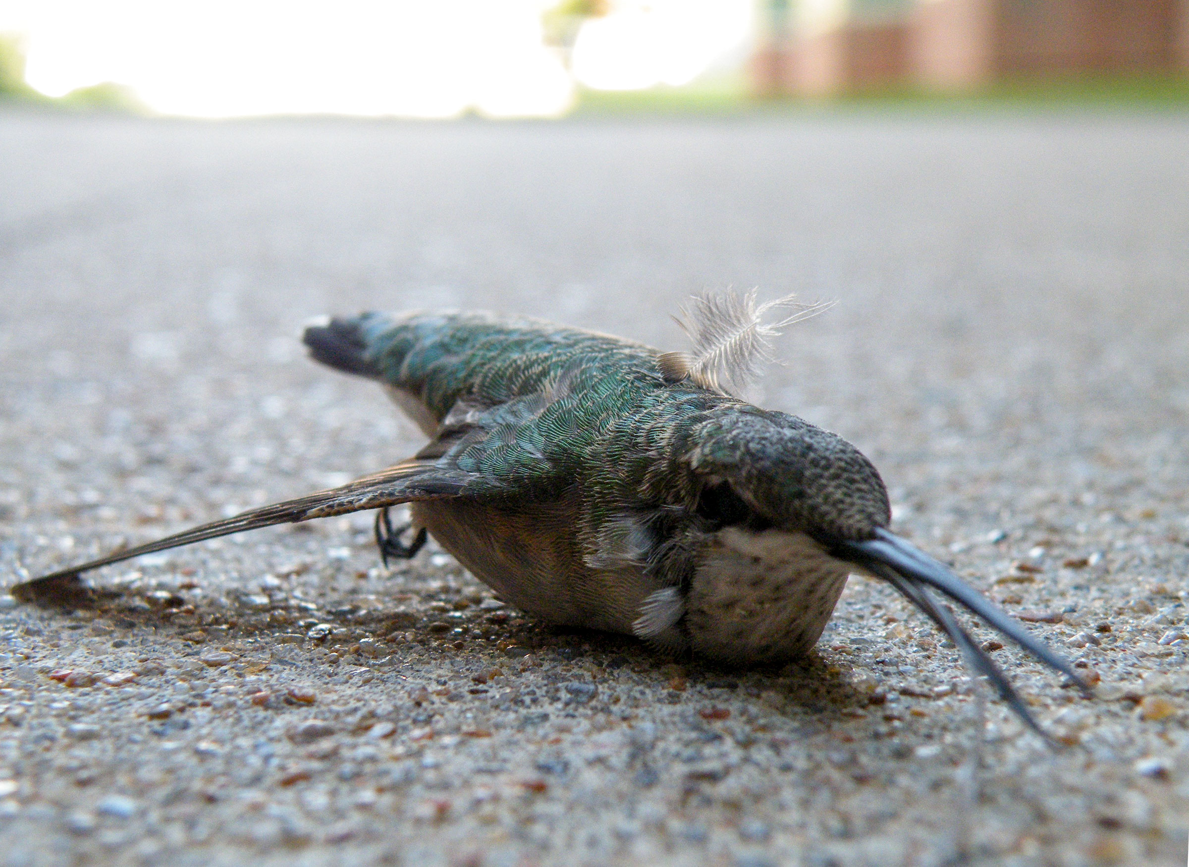 Building Collisions Are a Greater Danger for Some Birds Than Others ...