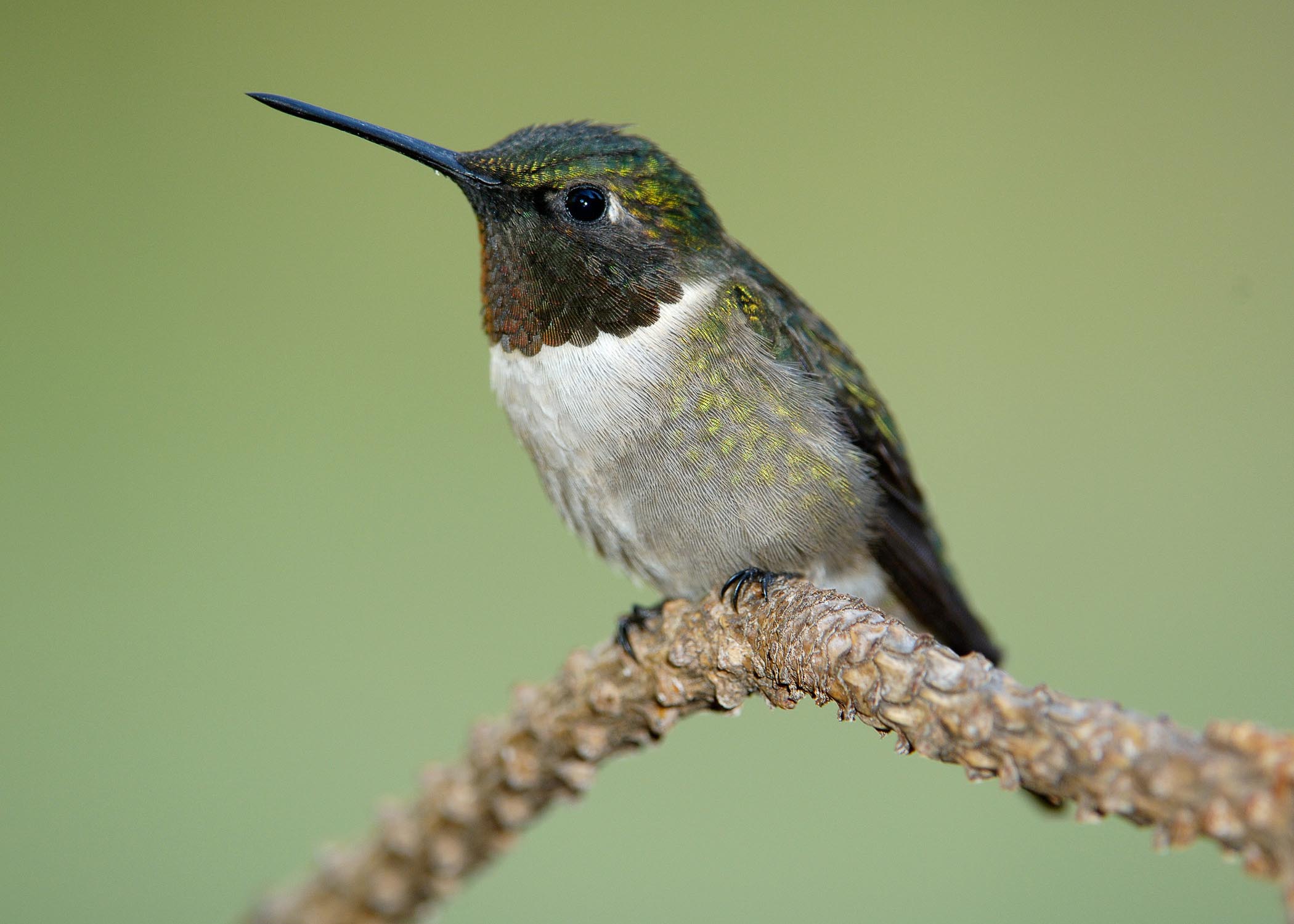 Strawberry Plains Celebrates Hummingbird Migration | Audubon