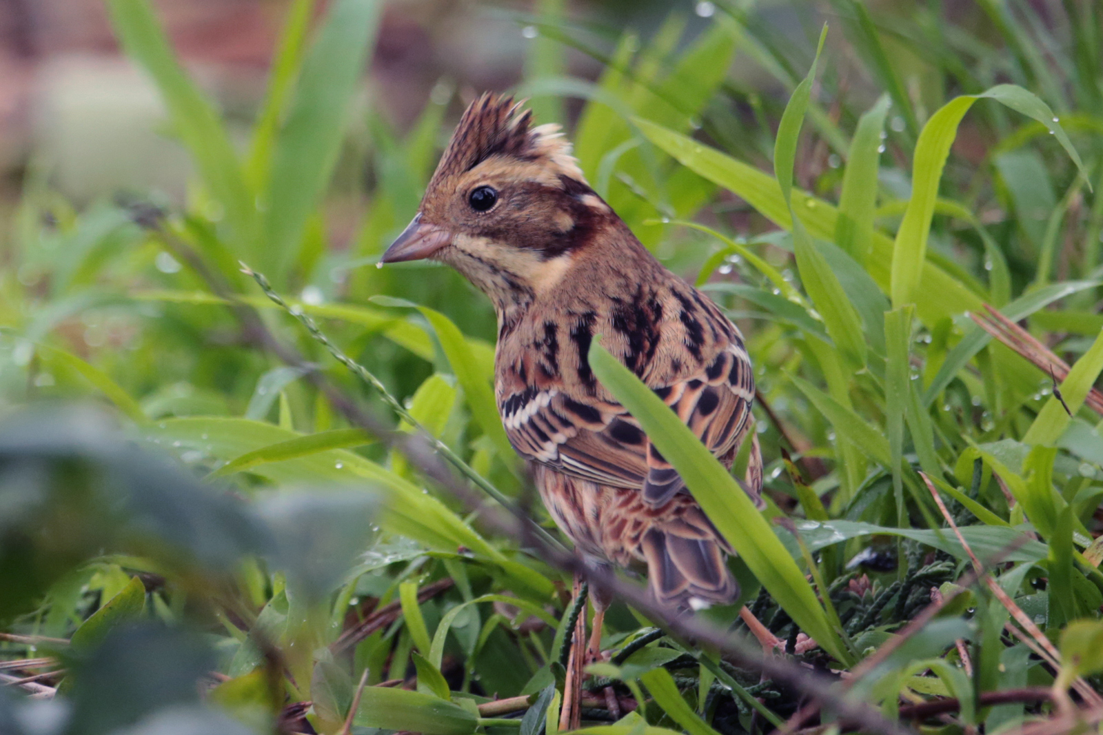 Rustic Bunting | Audubon Field Guide