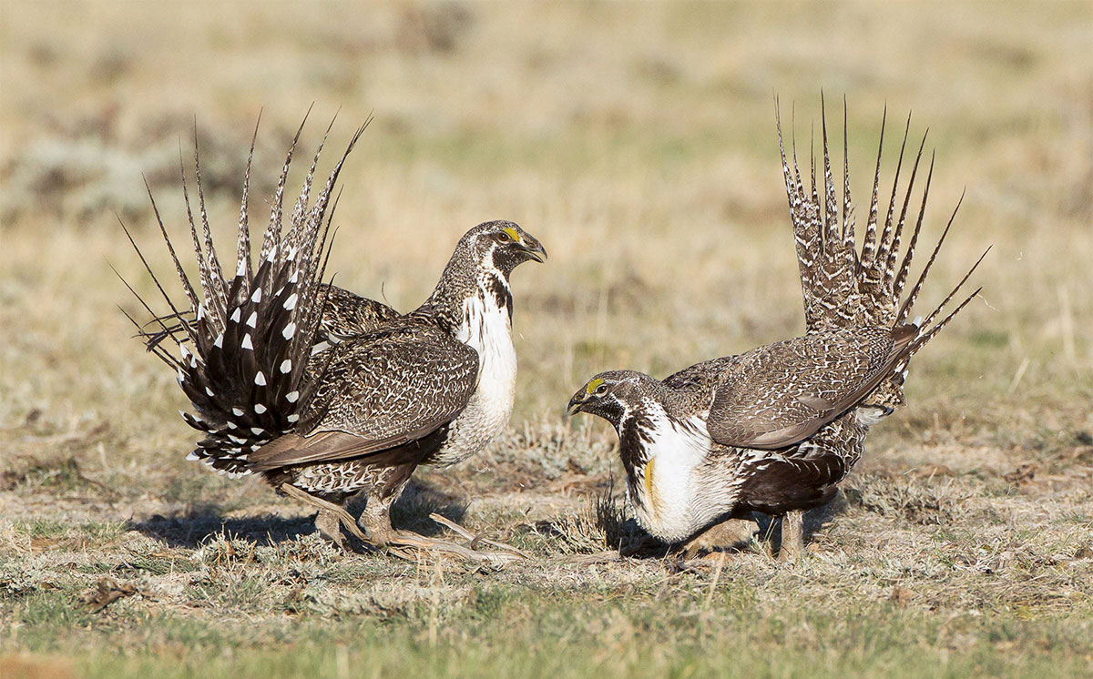 In New Poll, Majority of Westerners Support Current Greater Sage-Grouse ...