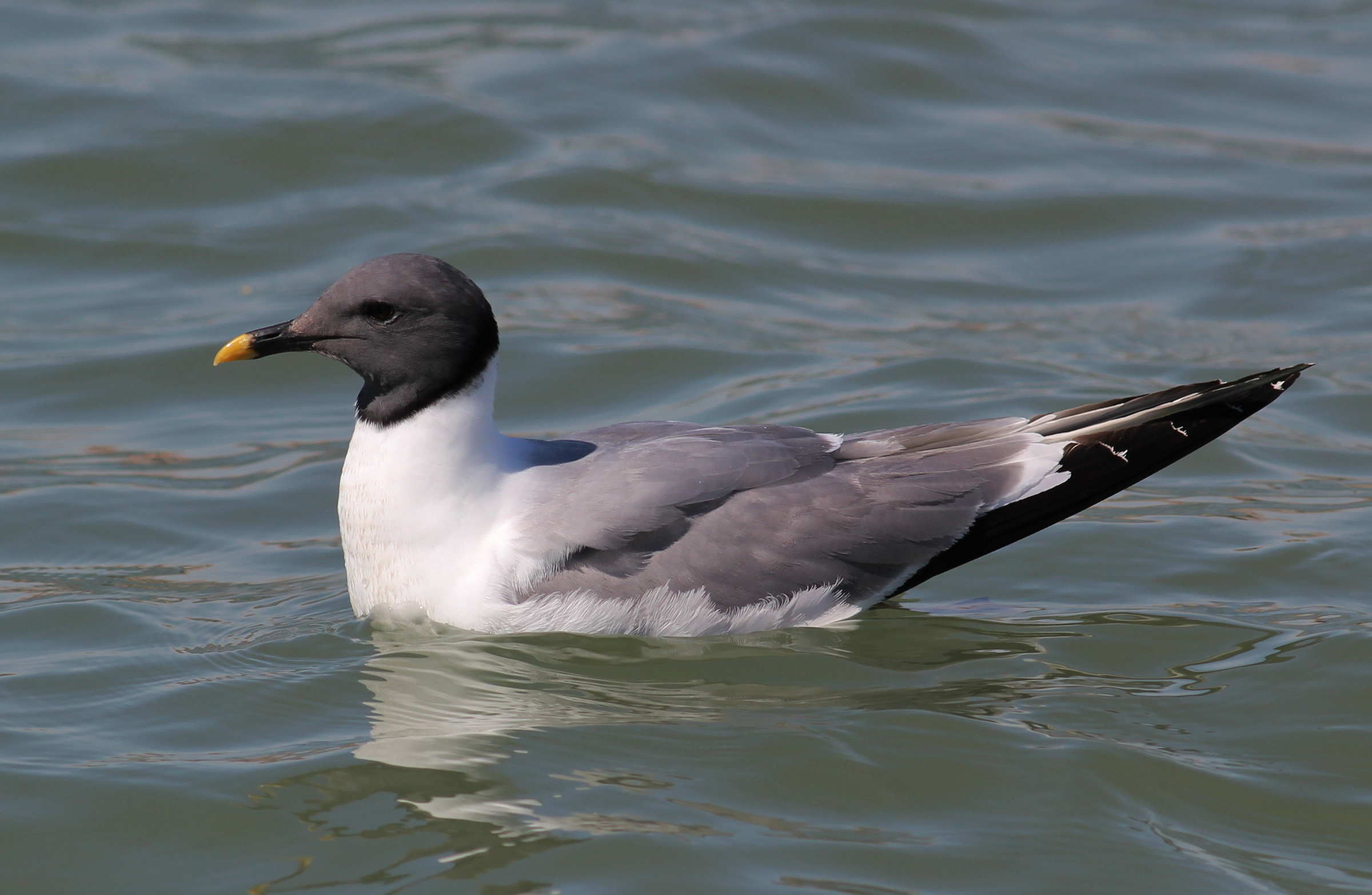 Sabine's Gull | Audubon Field Guide