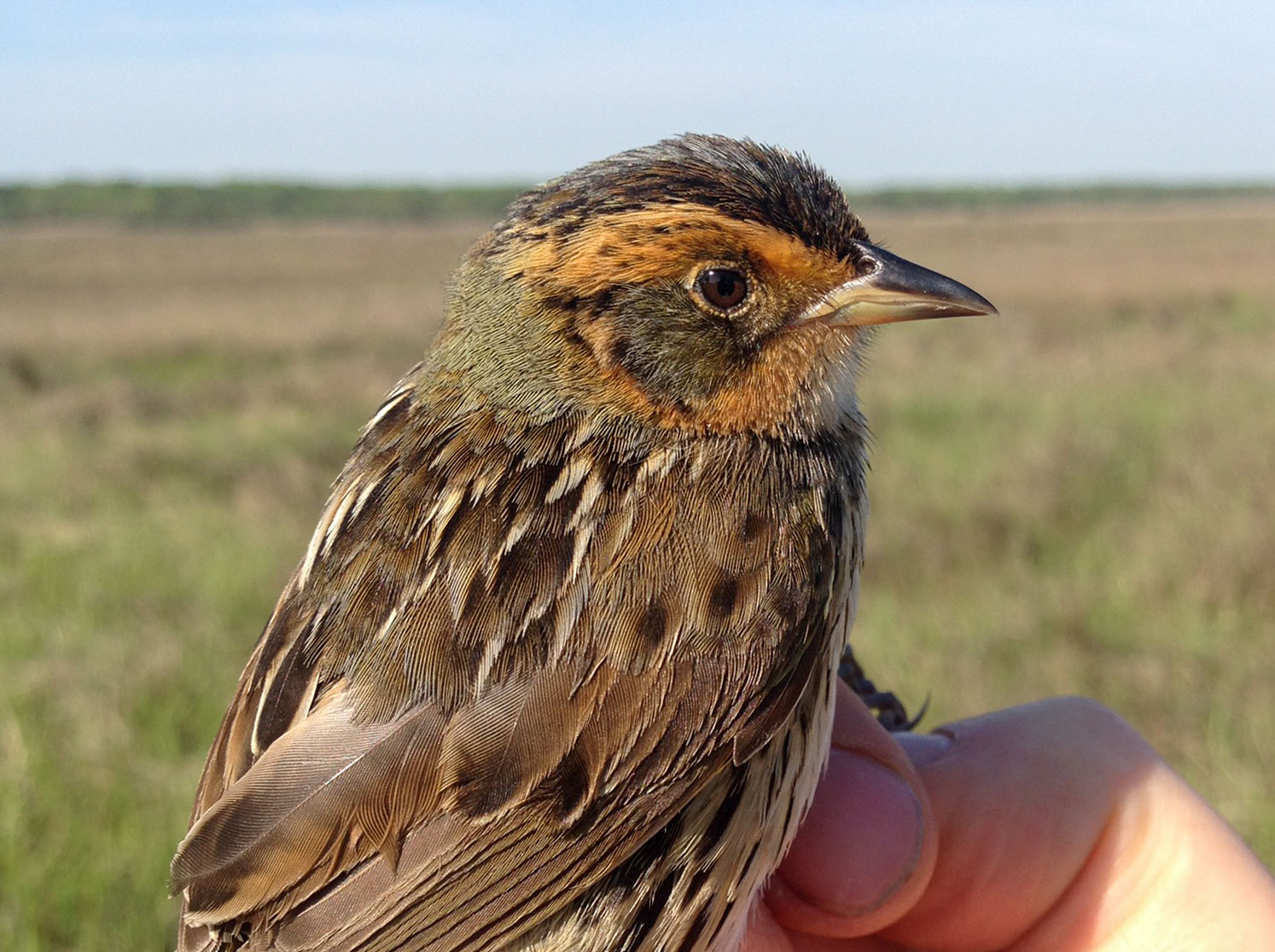 Rapidly Declining Songbird Won’t See Federal Protections Anytime Soon ...