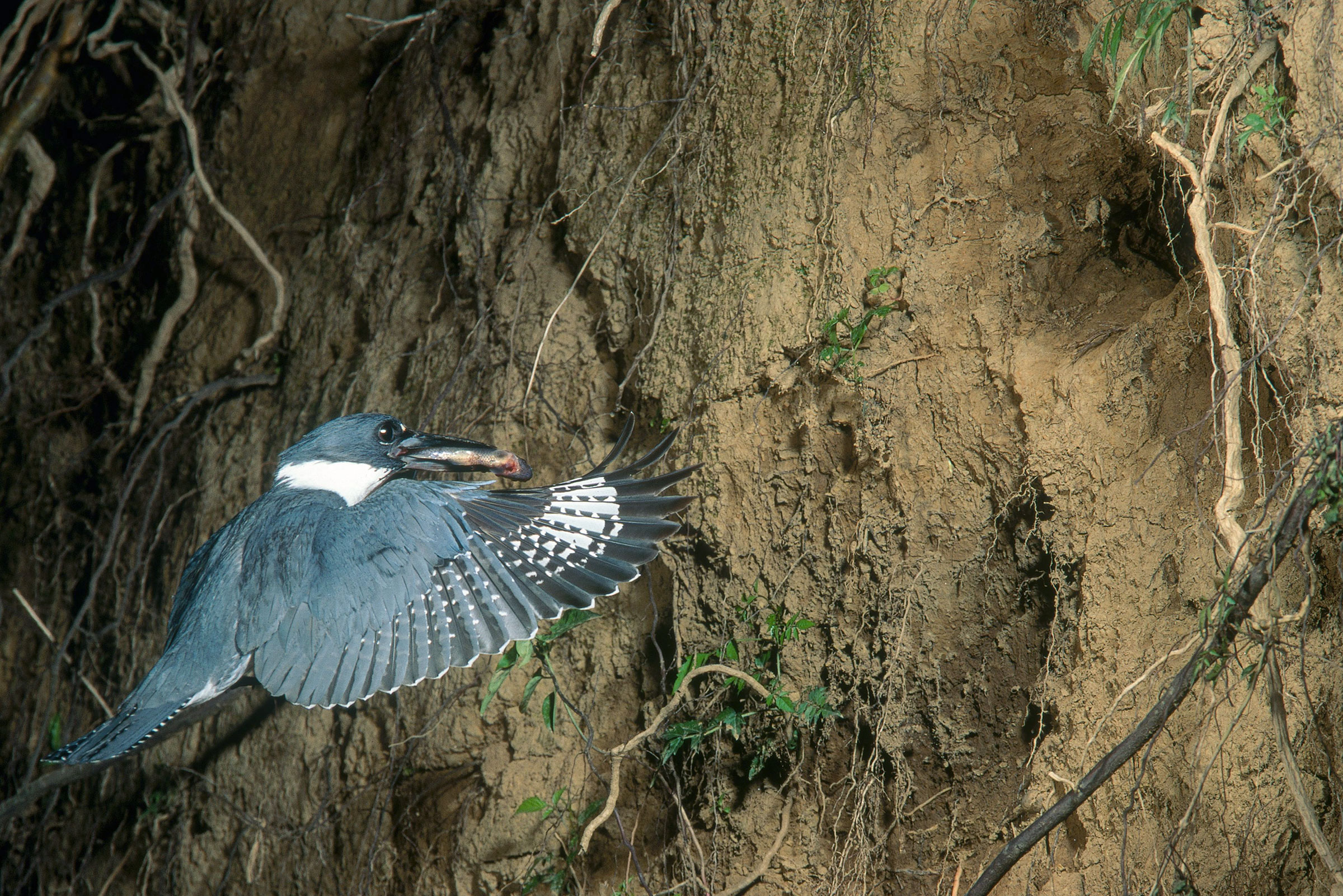 Belted Kingfishers Nest in Burrows Up to 15 Feet Long | Audubon